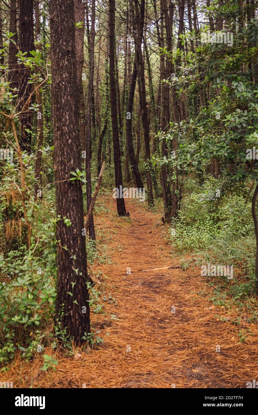 landscape of green coniferous forest with tall trees Stock Photo - Alamy