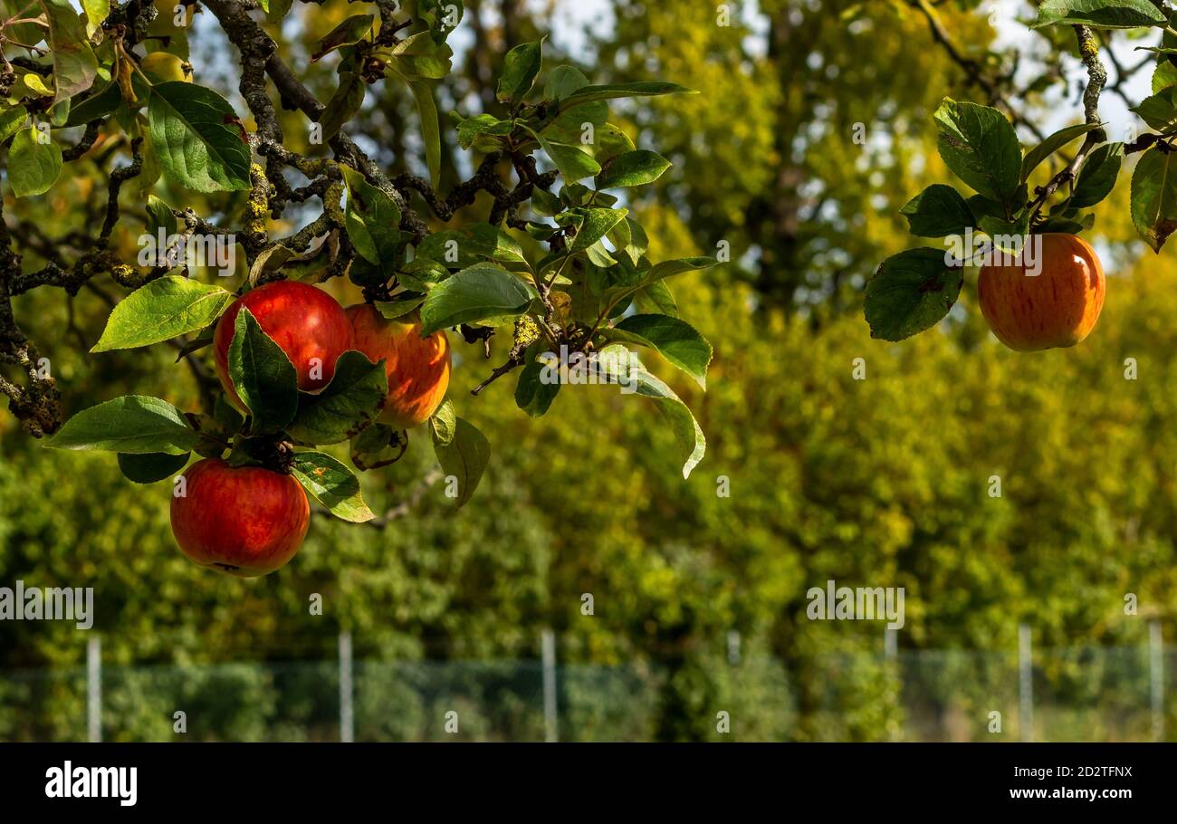 Harvesting fruits hi-res stock photography and images - Alamy