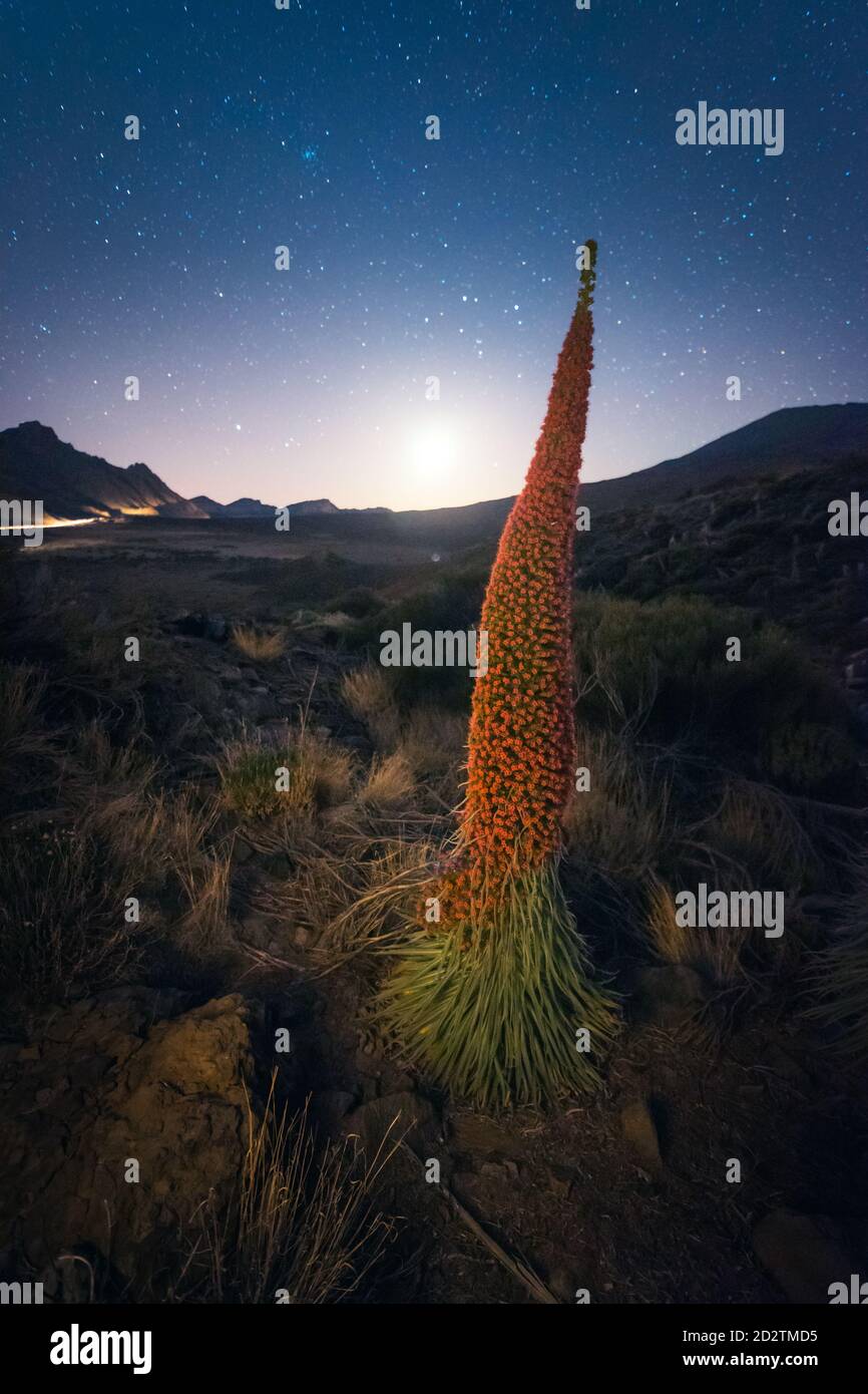Starry plant hi-res stock photography and images - Alamy