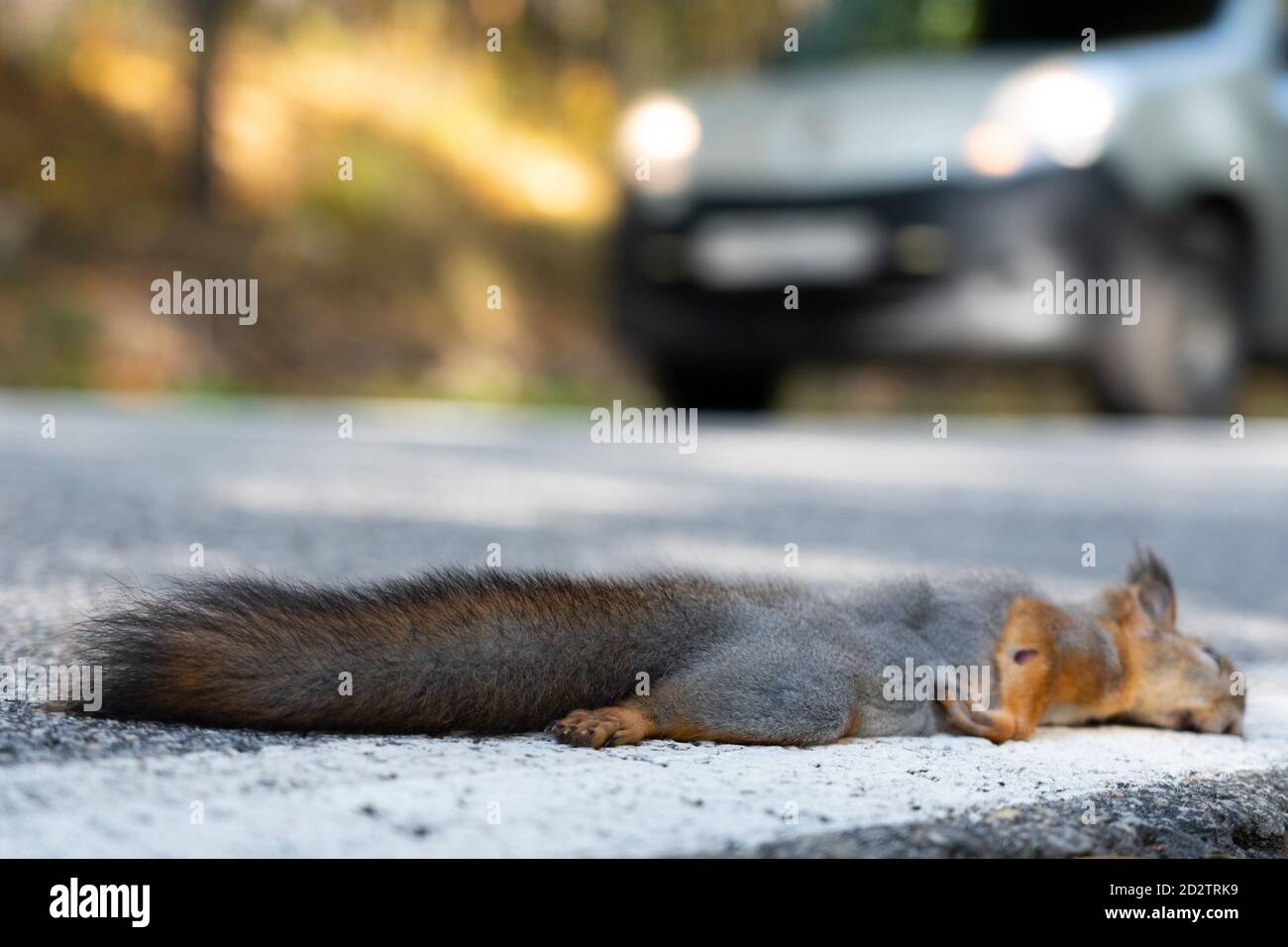 Dying squirrel hi-res stock photography and images - Alamy
