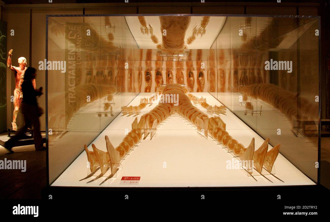 See through body woman organs hi-res stock photography and images - Alamy