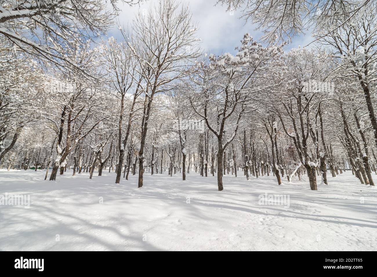 Leafless frosted trees covered with white pure snow in winter woods ...