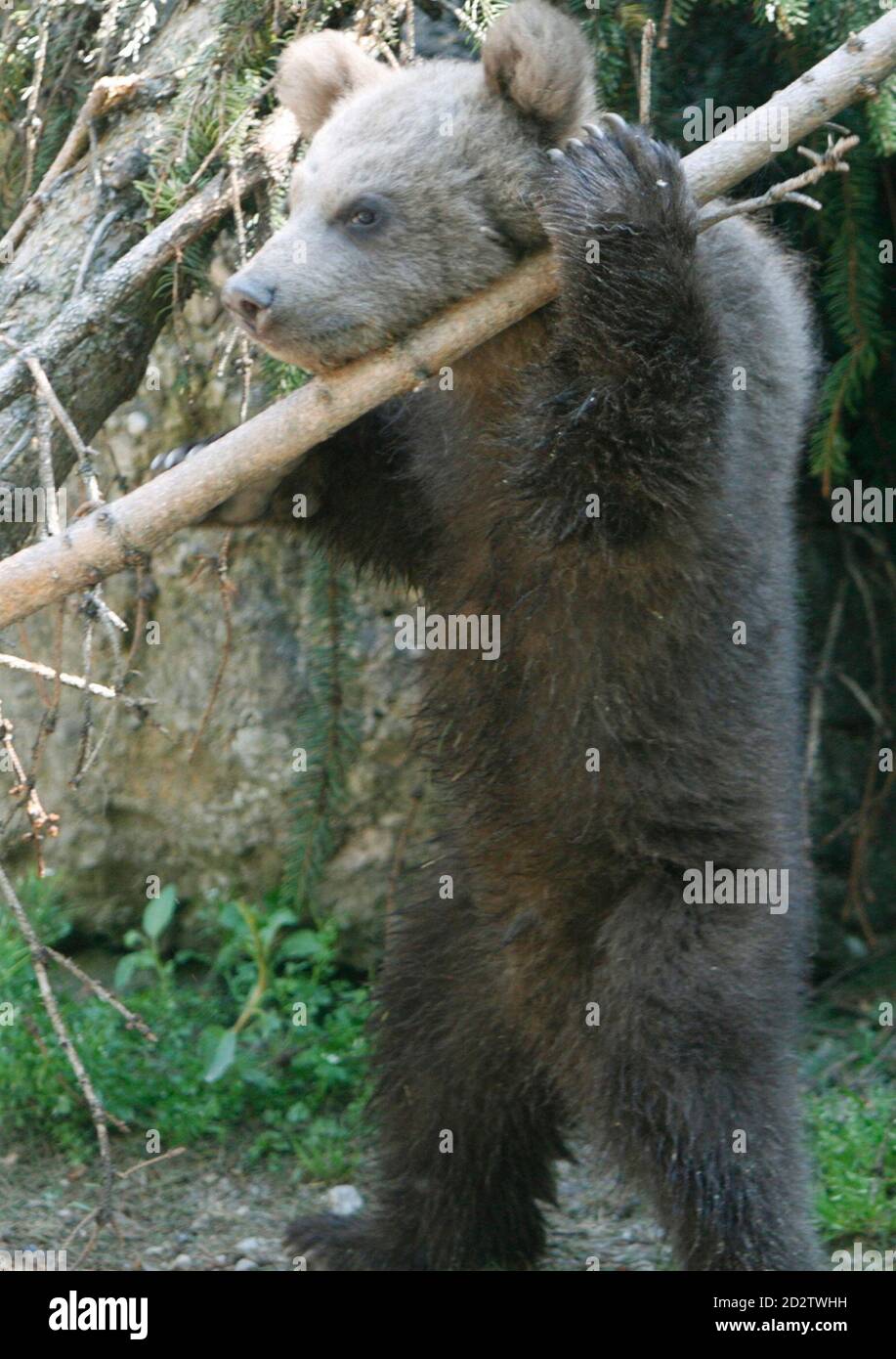 Zoo Goldau High Resolution Stock Photography and Images - Alamy