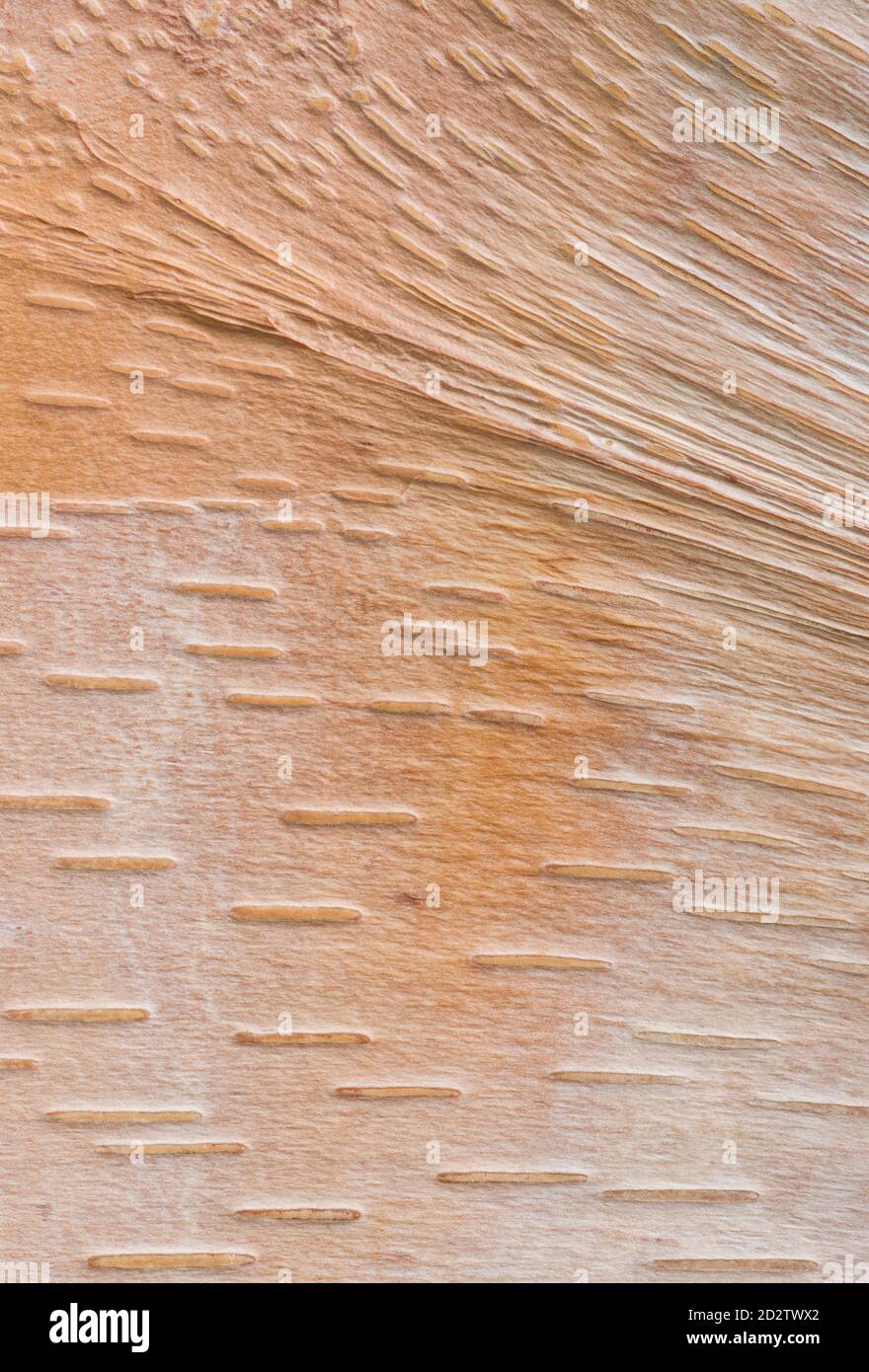 Chinese Red Bark Birch Tree High Resolution Stock Photography and ...