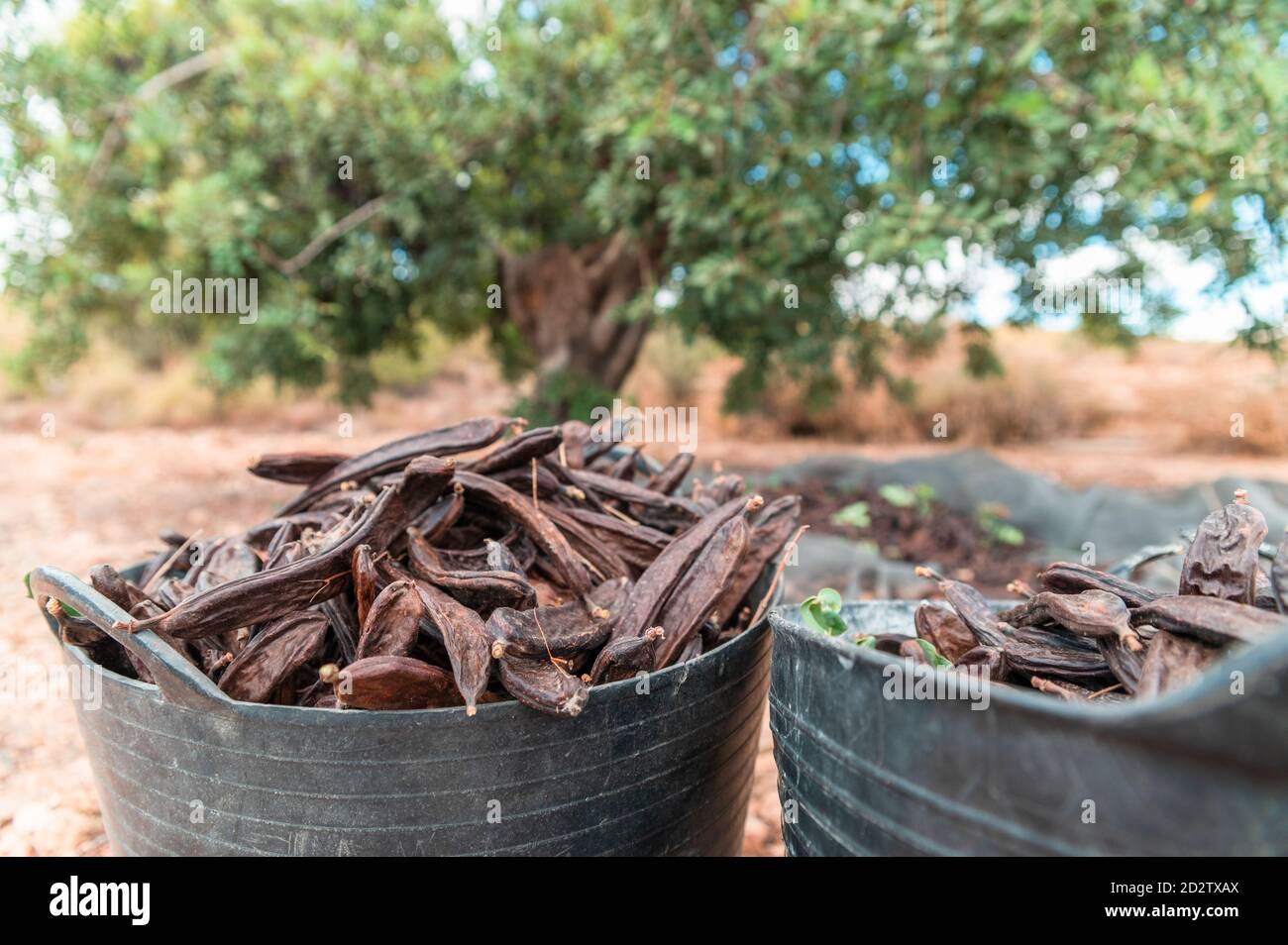 Carob pods hi-res stock photography and images - Alamy
