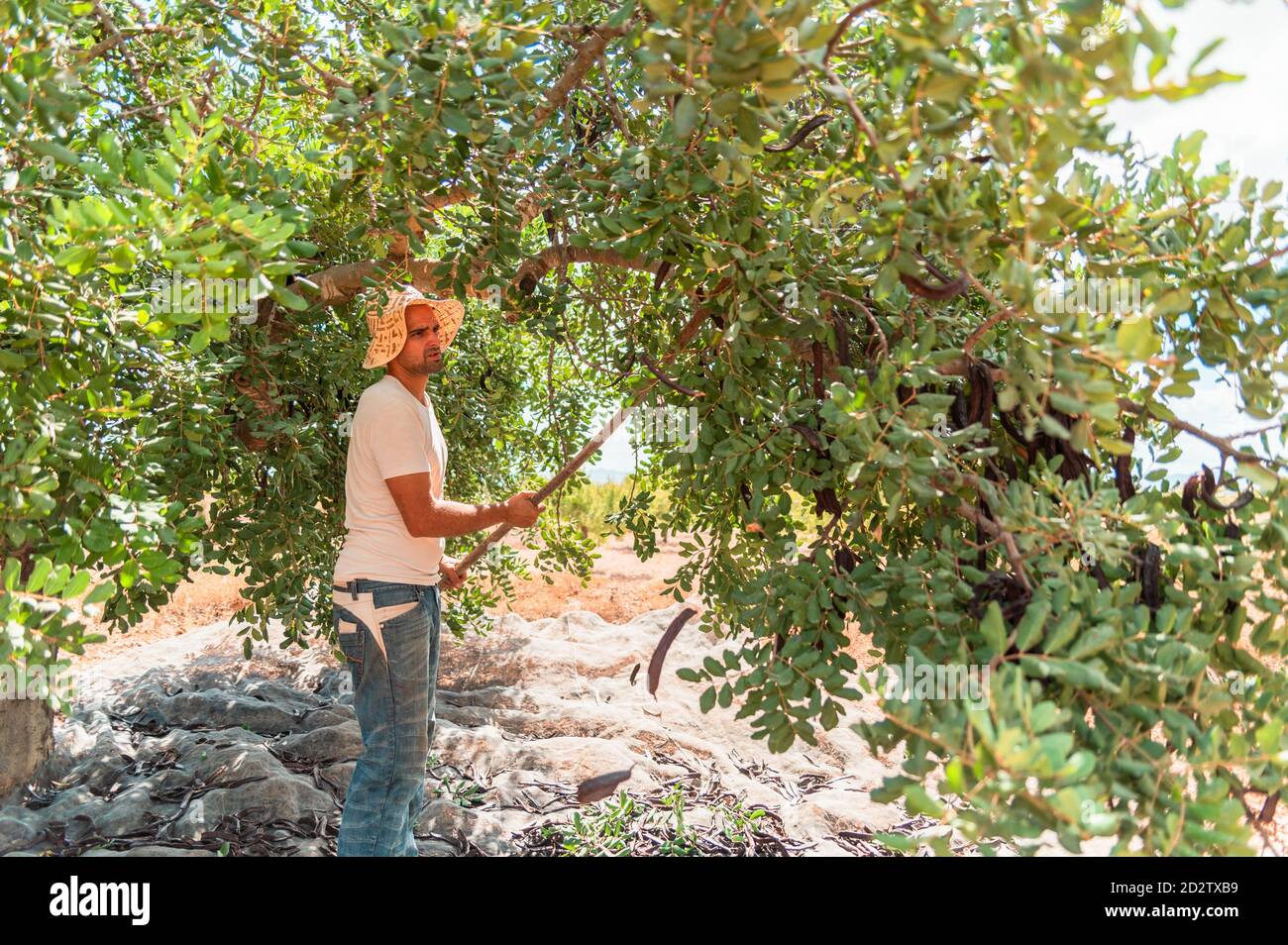 Hitting the tree hi-res stock photography and images - Alamy