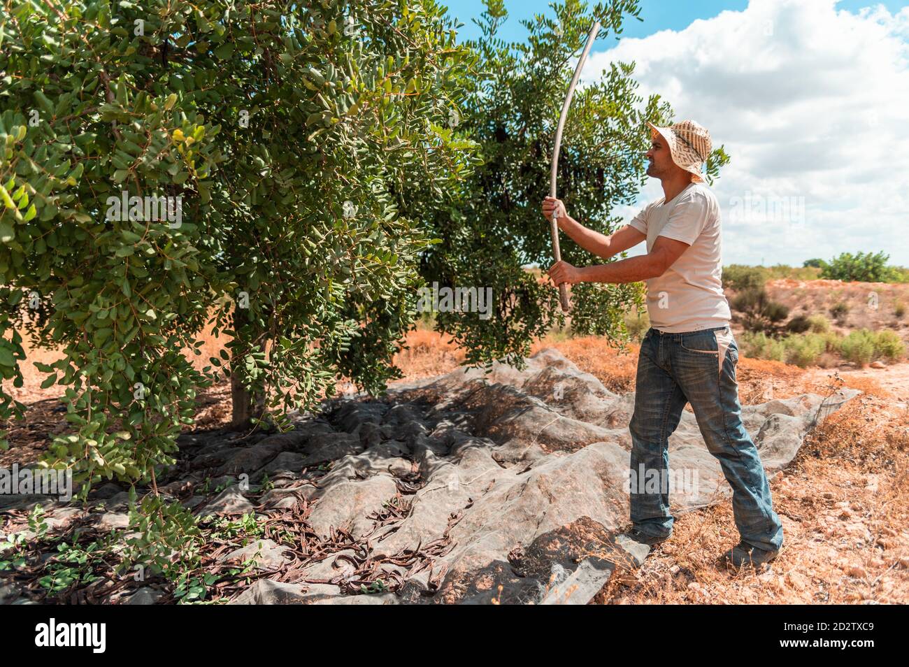 Side view of male farm worker hitting carob tree branches with wooden ...