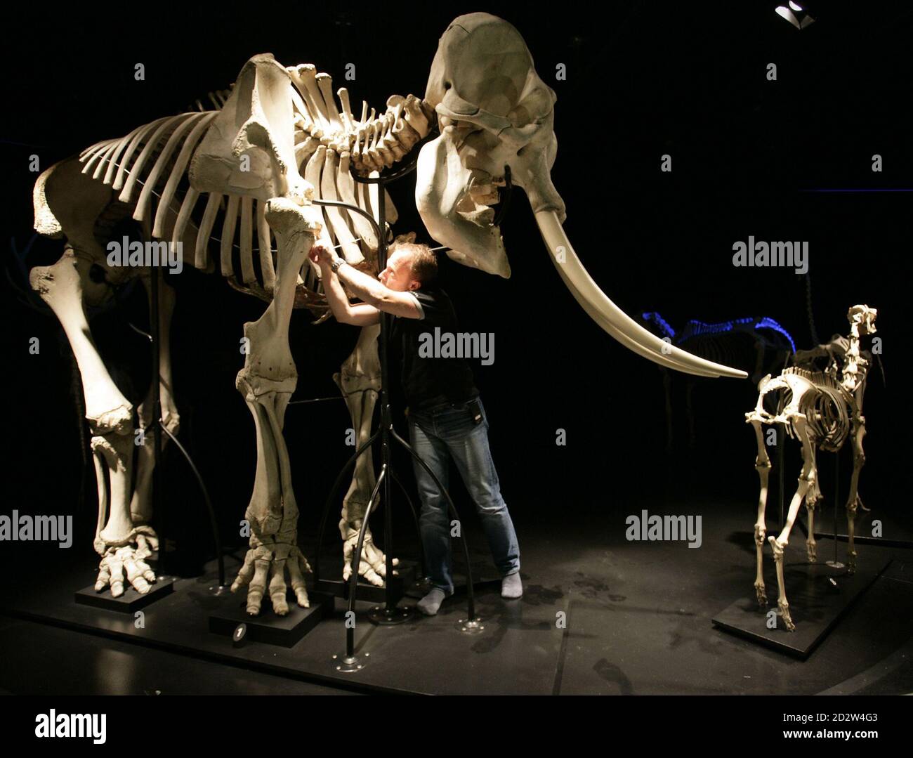 Elephant Skeleton In Museum High Resolution Stock Photography and ...