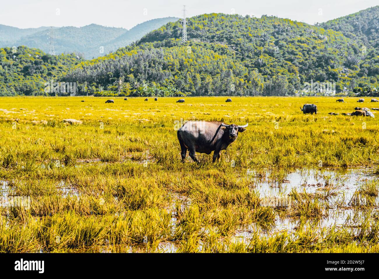 Water Buffalo Standing graze rice grass field meadow sun, forested ...