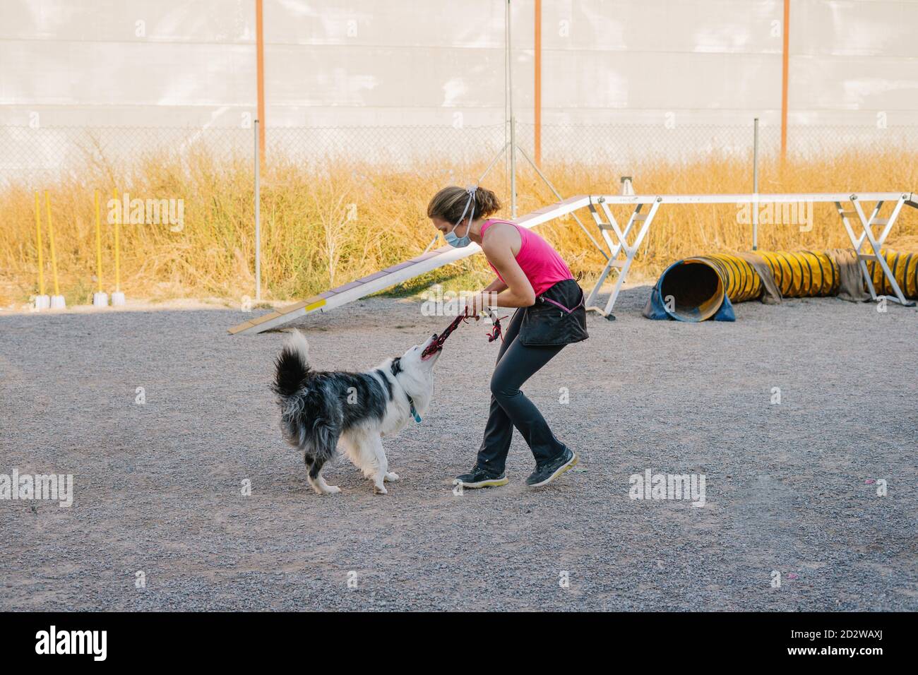 Dog pulling owner hand hi-res stock photography and images - Alamy