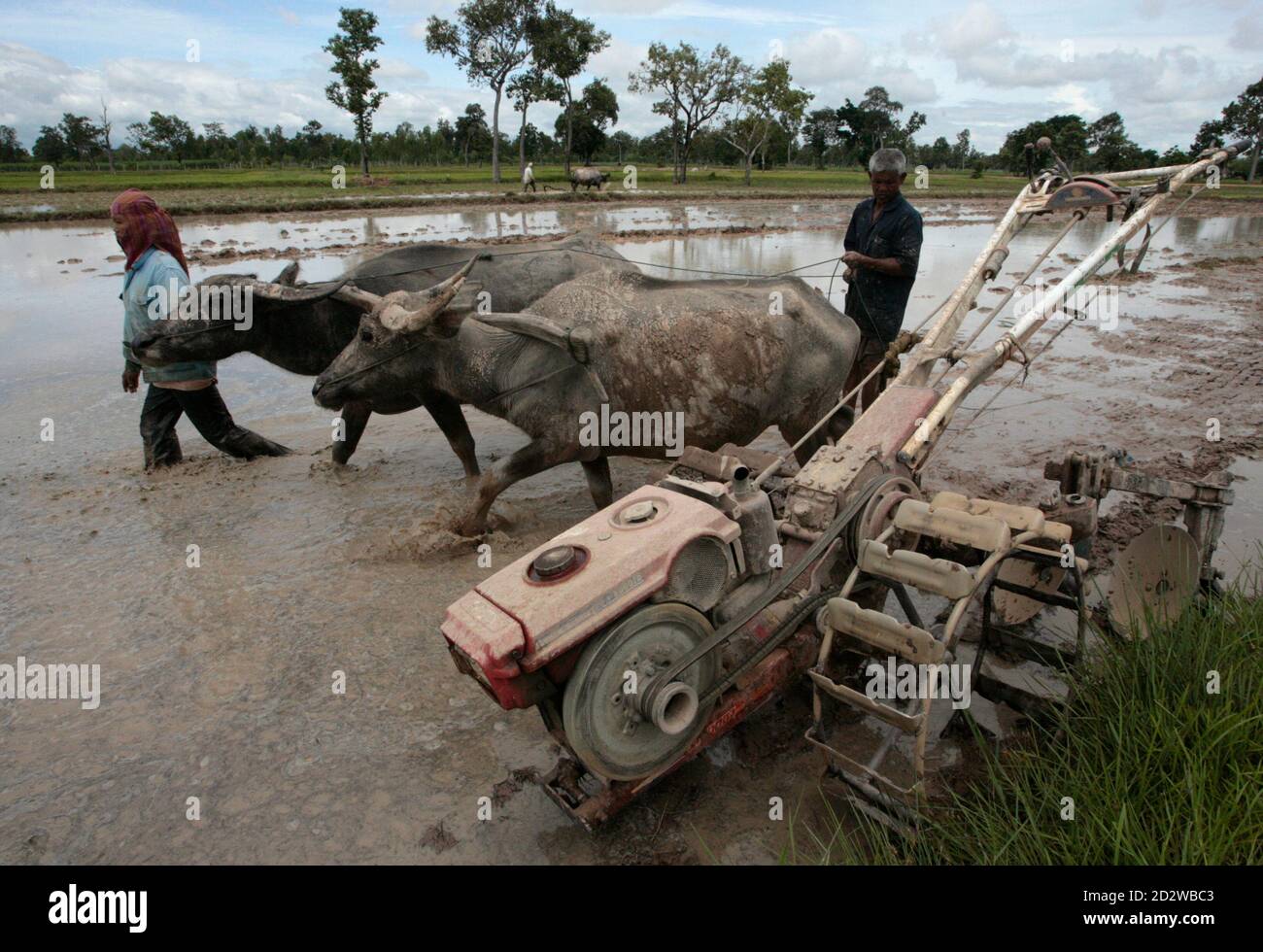 Farmer water buffalo plough in High Resolution Stock Photography and ...
