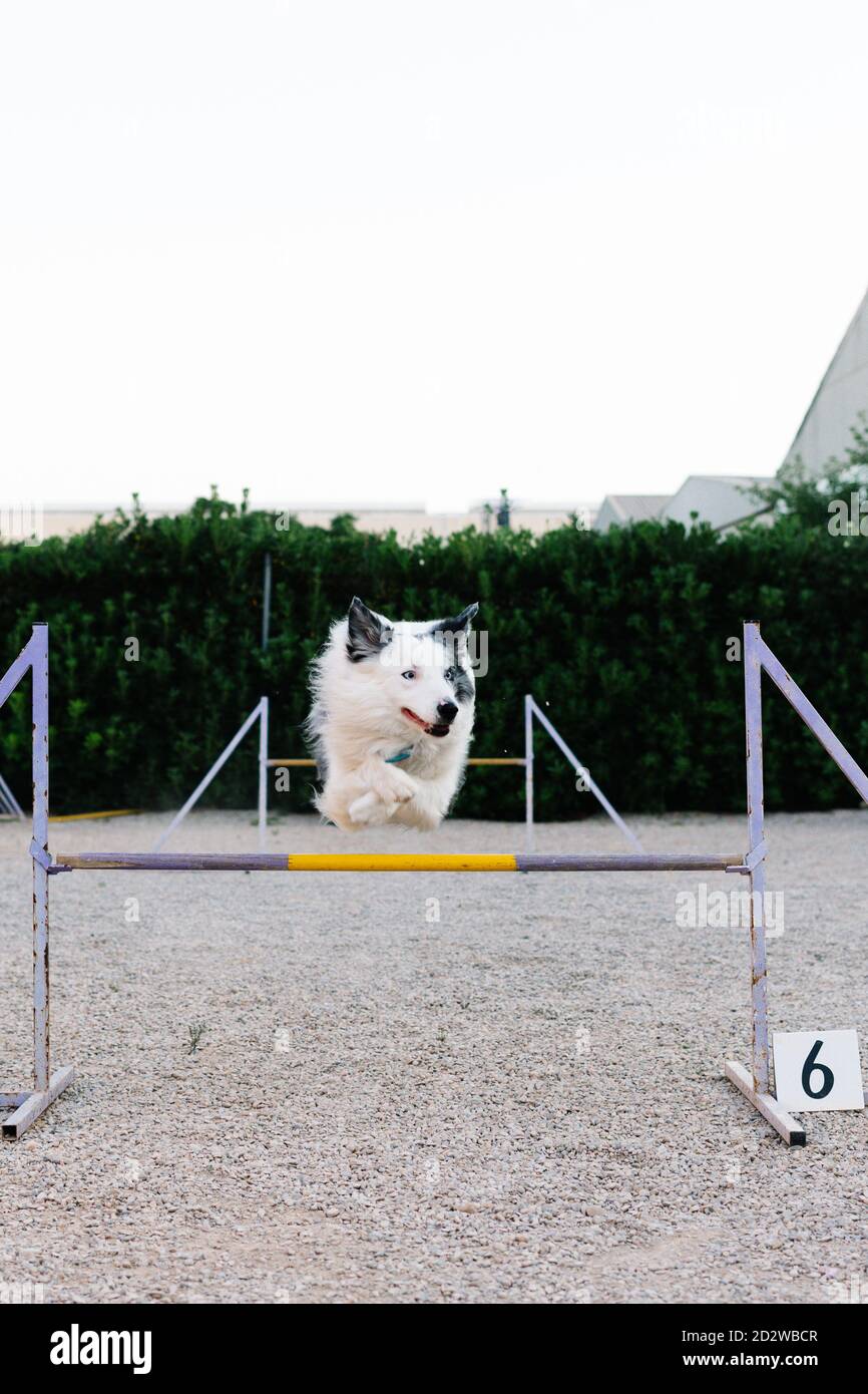 Dog Park Agility Equipment High Resolution Stock Photography and Images ...