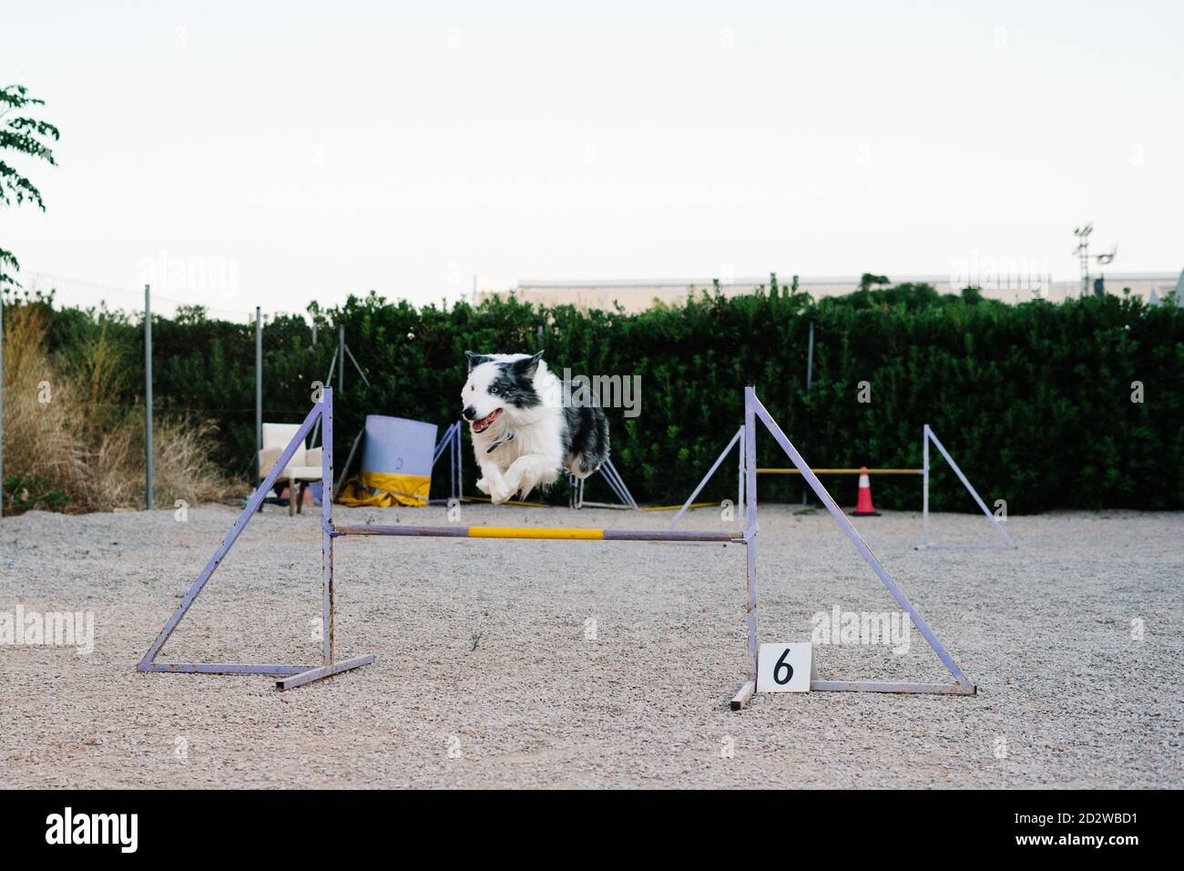 Dog park agility equipment hi-res stock photography and images - Alamy