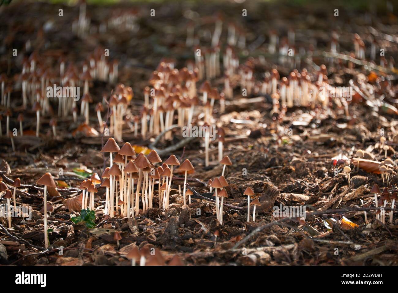 Brittlestems hi-res stock photography and images - Alamy