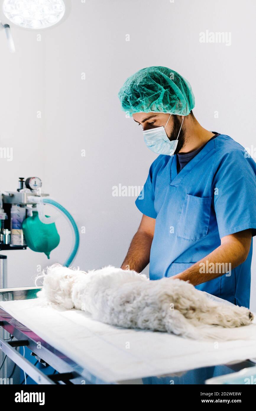 From above of unrecognizable vet doctors preparing dog for surgery in ...