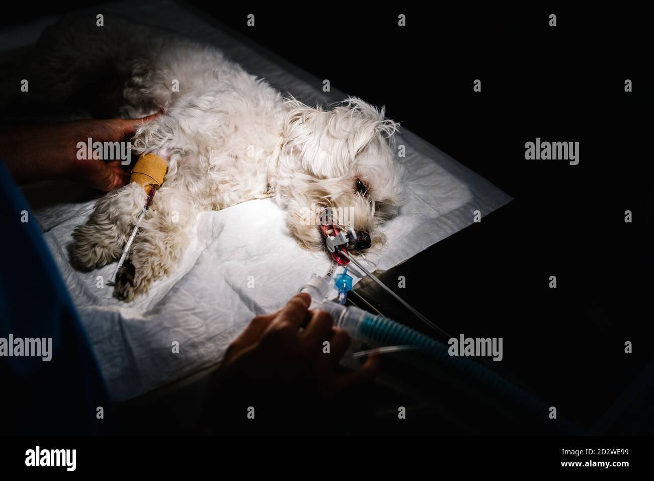 Unrecognizable crop vet doctor operating on dog lying on table with ...
