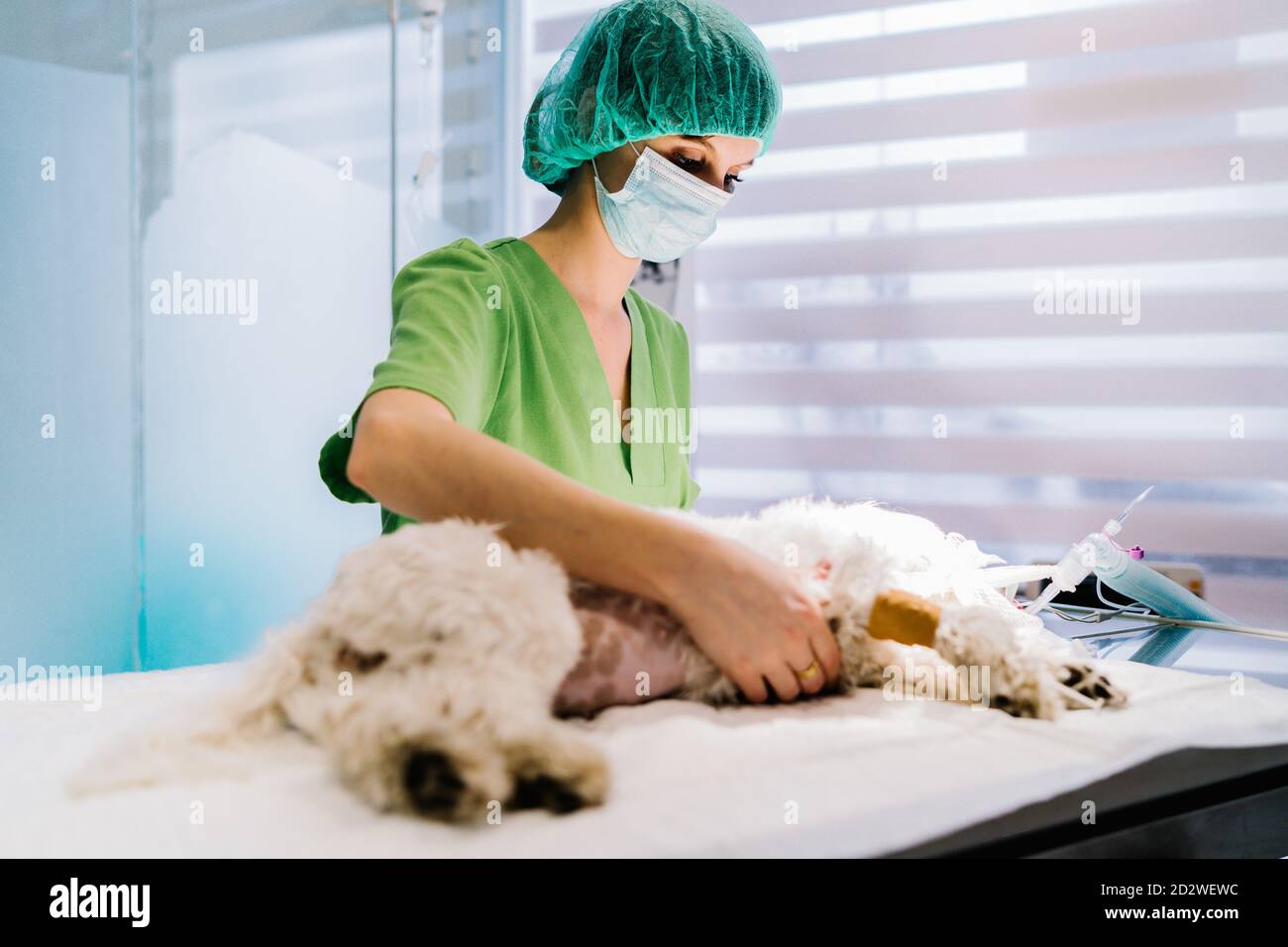 Serious female vet doctor standing at metal table with anesthetized dog ...