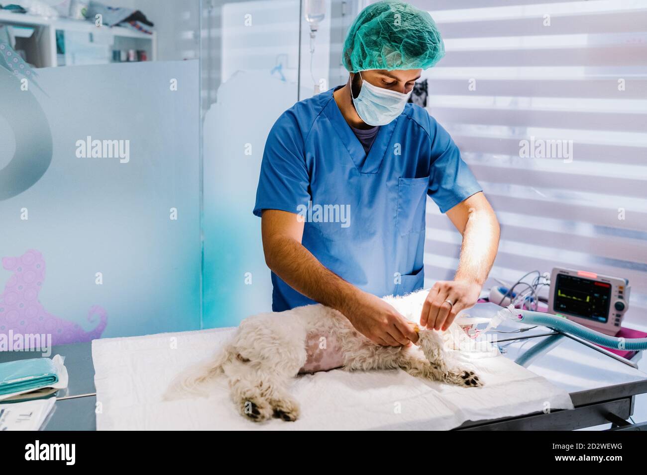 Busy male veterinarian standing near metal table with anesthetized pet ...