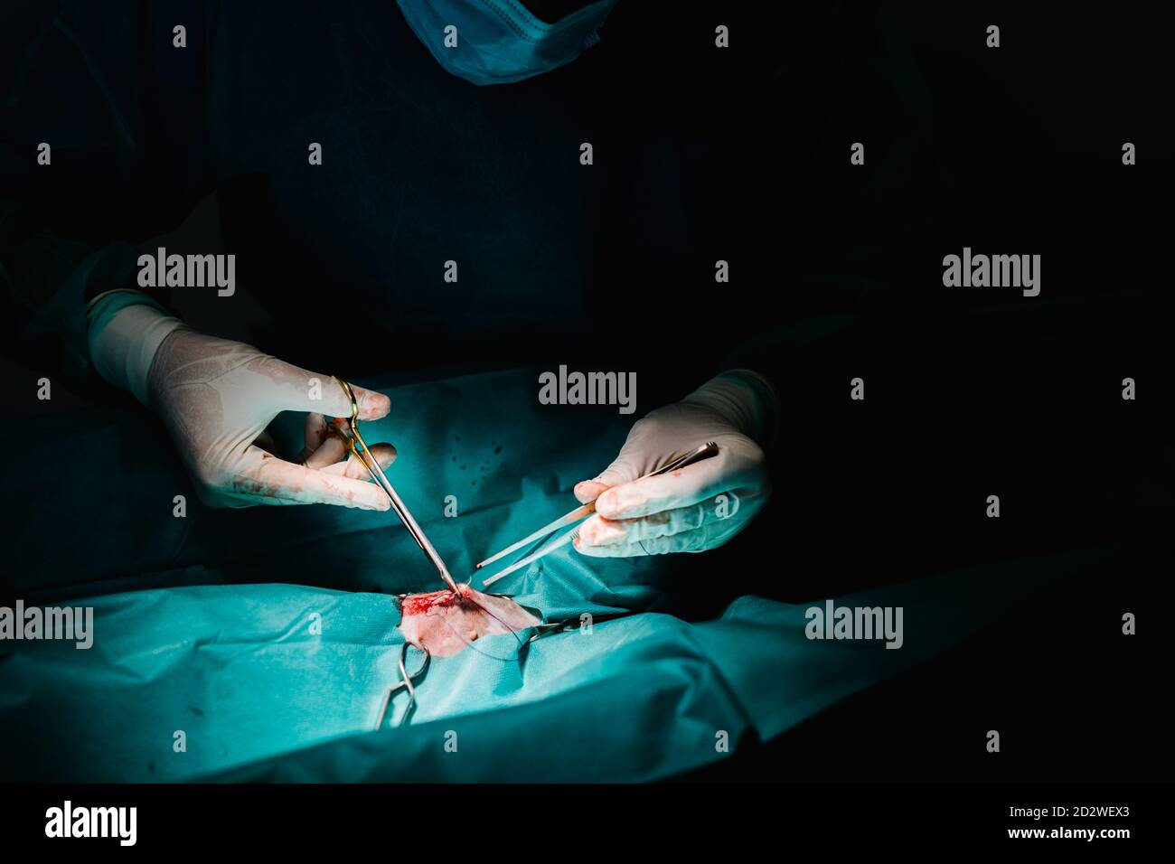 From above of unrecognizable crop vet doctor using surgical instruments ...