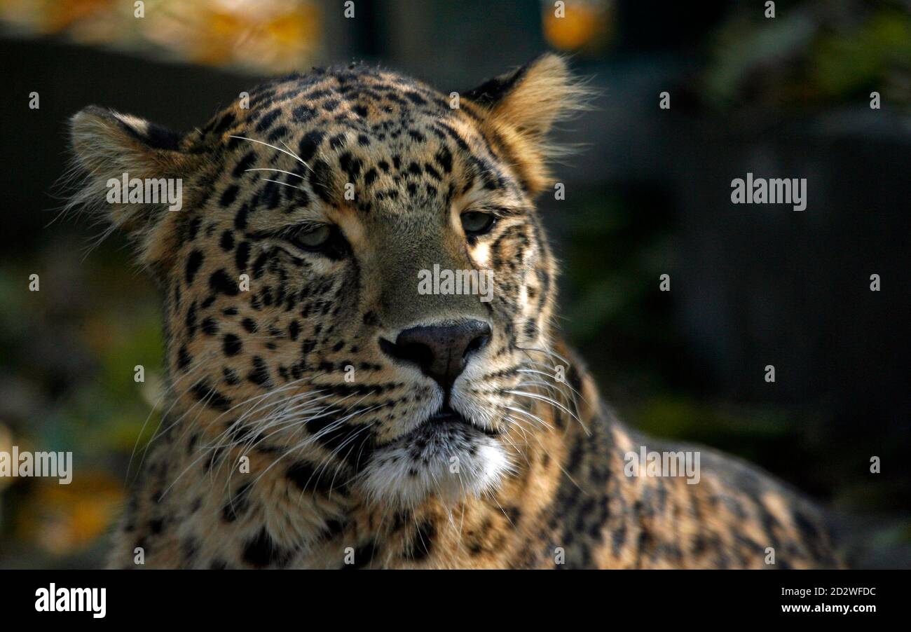 Dachigam leopard hi-res stock photography and images - Alamy