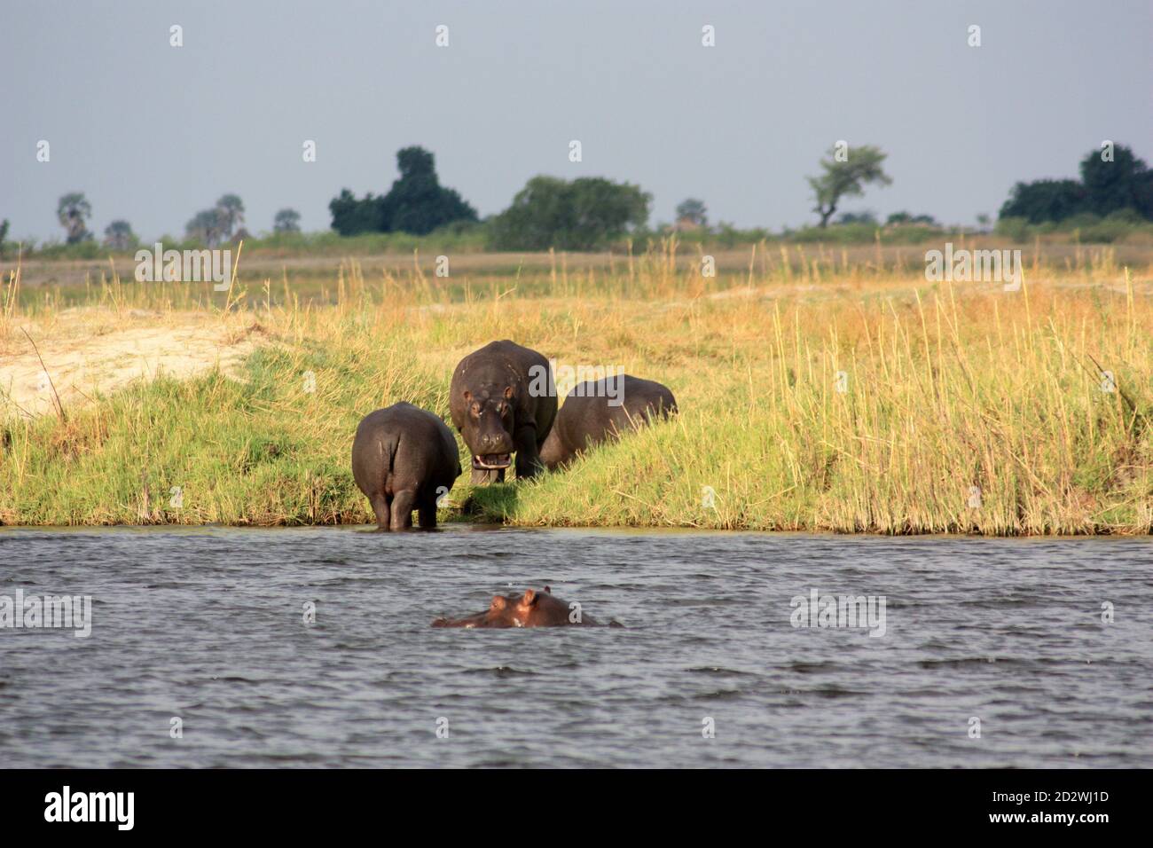 Hippo tail hippopotamus hi-res stock photography and images - Alamy