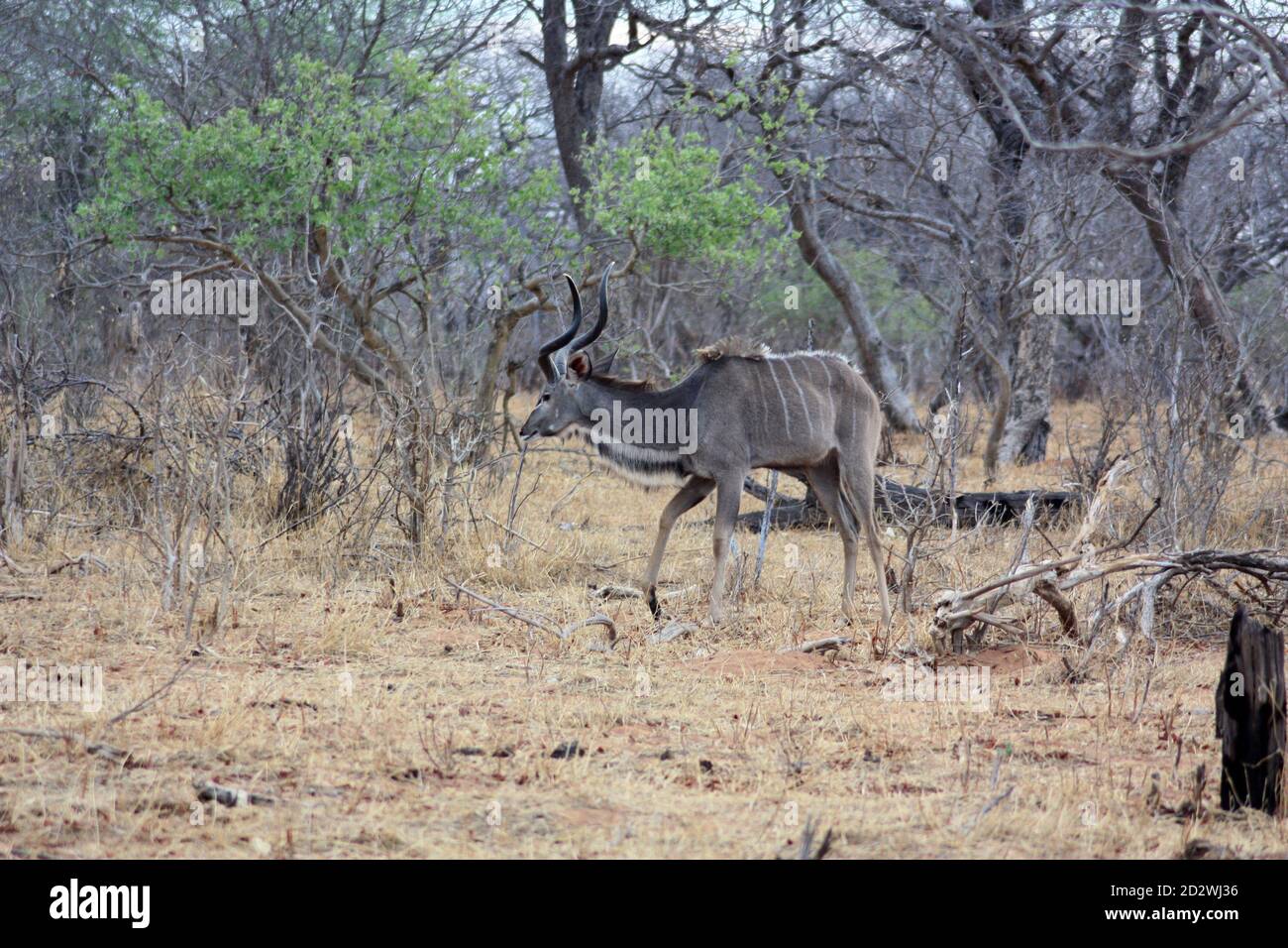 Great kudu in the wild of in Africa Stock Photo - Alamy