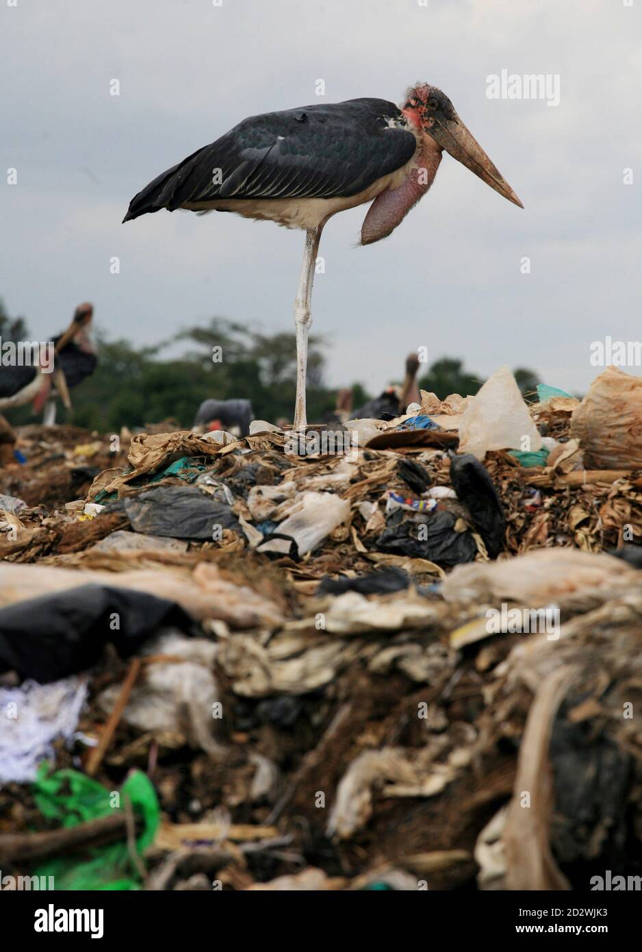 Marabou in kampala uganda hi-res stock photography and images - Alamy