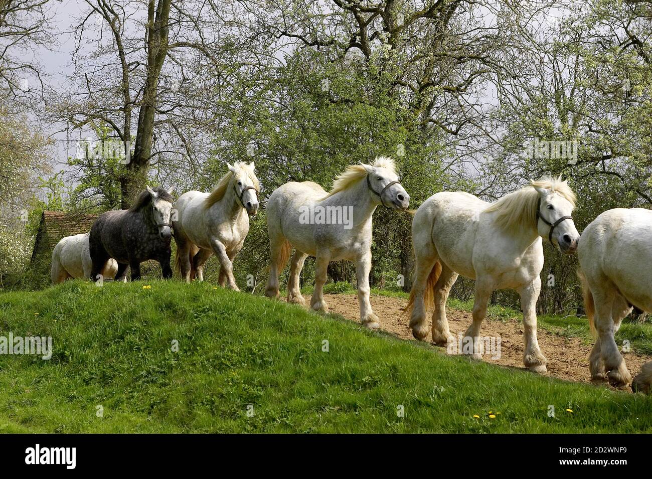 Percheron Draft Horses, Normandy Stock Photo - Alamy