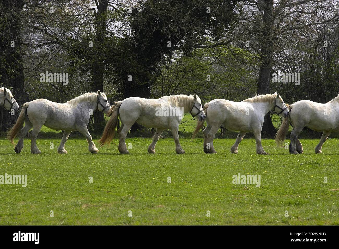 Percheron horses france hi-res stock photography and images - Alamy
