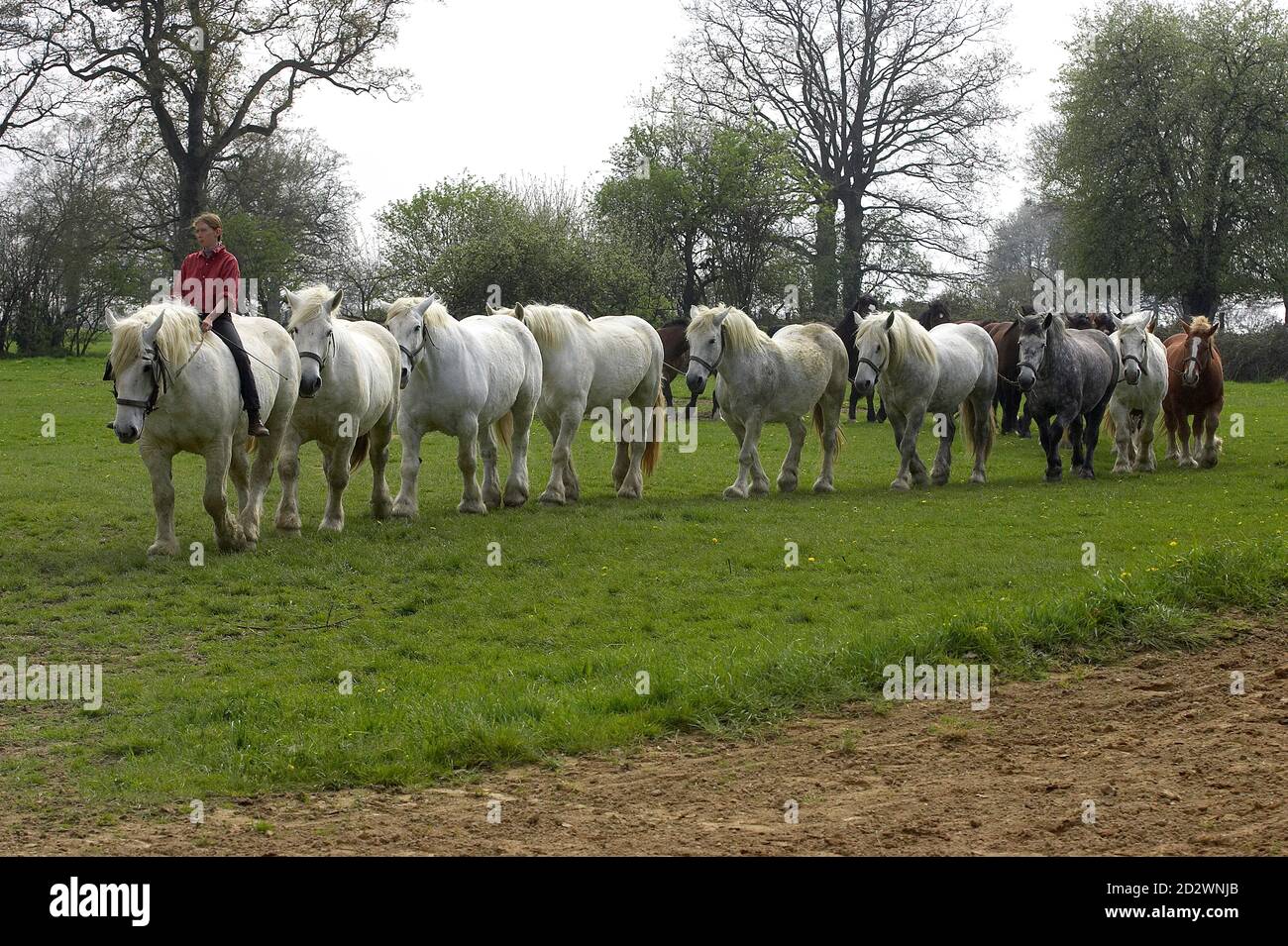 Percheron Draft Horses, Normandy Stock Photo - Alamy