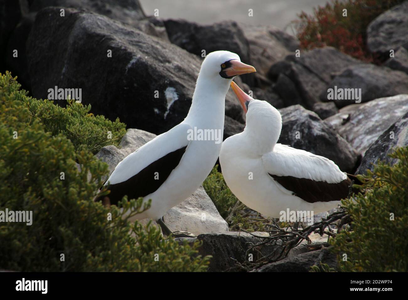 Masked Booby or Nazca Booby, Galapagos Island, Ecuador, South America ...
