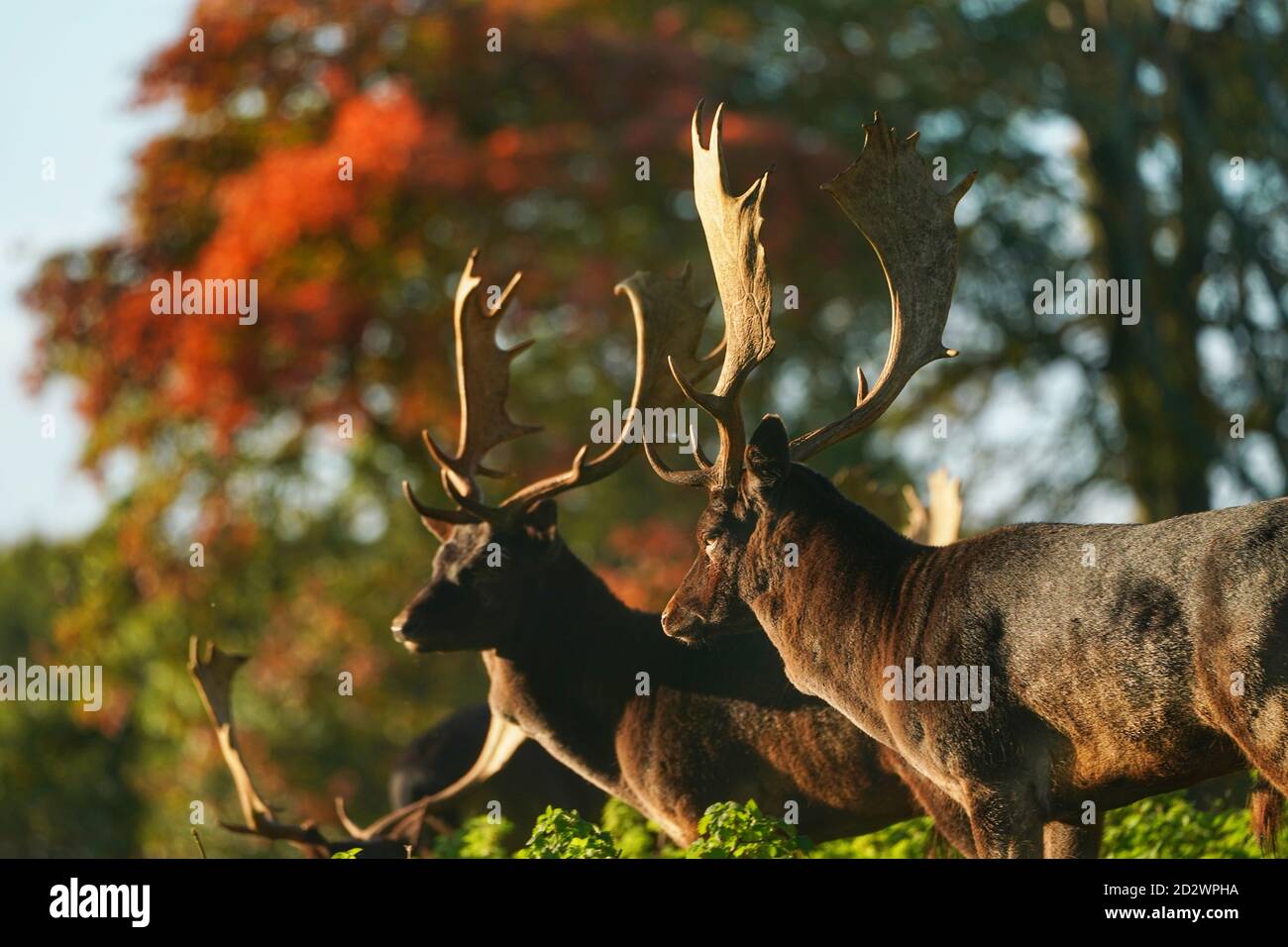 Deer at Raby Castle, a medieval castle near Staindrop in County Durham ...