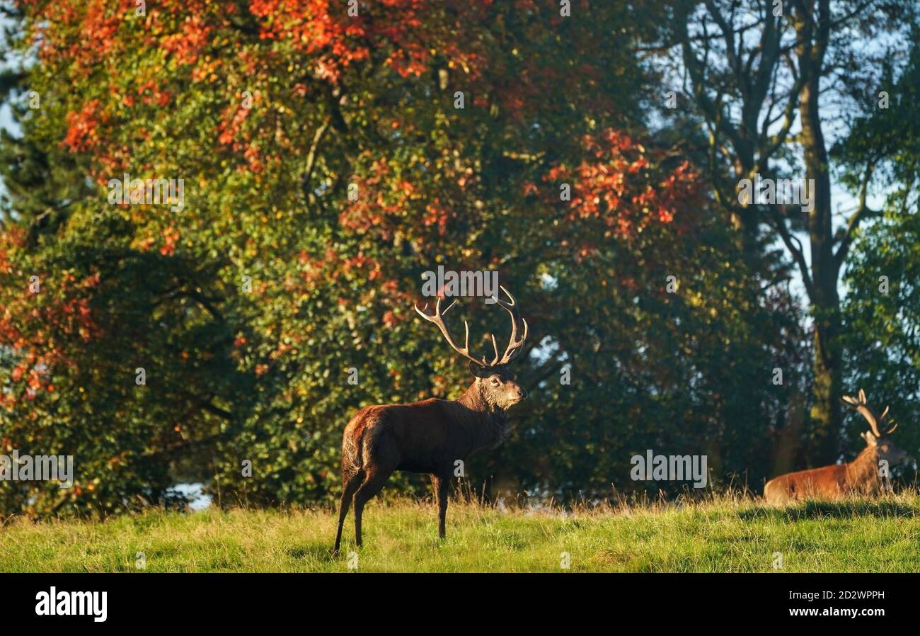 Deer at Raby Castle, a medieval castle near Staindrop in County Durham ...