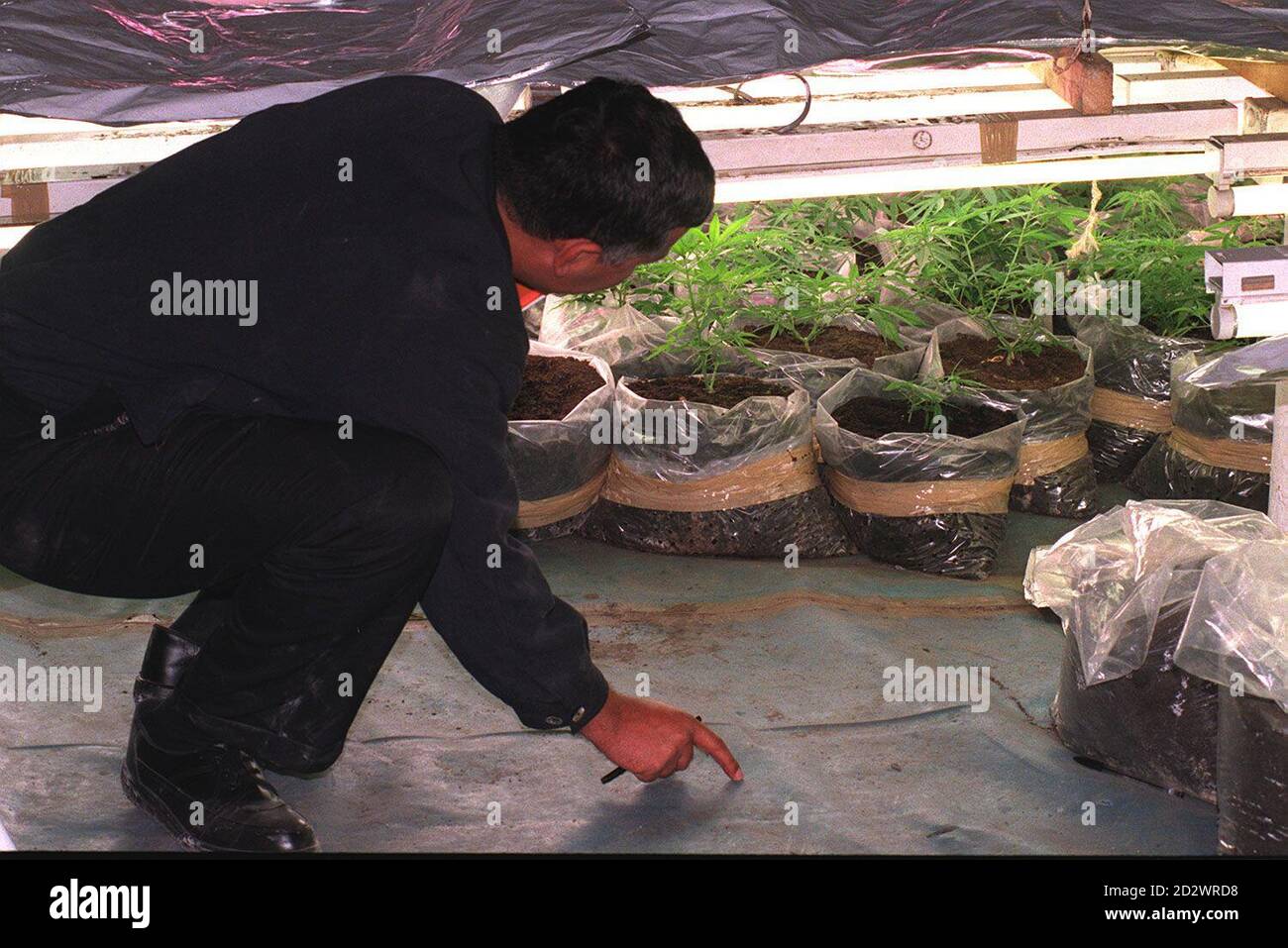 Underground growers.... Drug Squad detectives raided a basement in ...