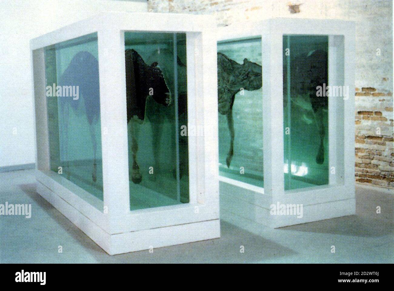 Pregnant cow split hi-res stock photography and images - Alamy