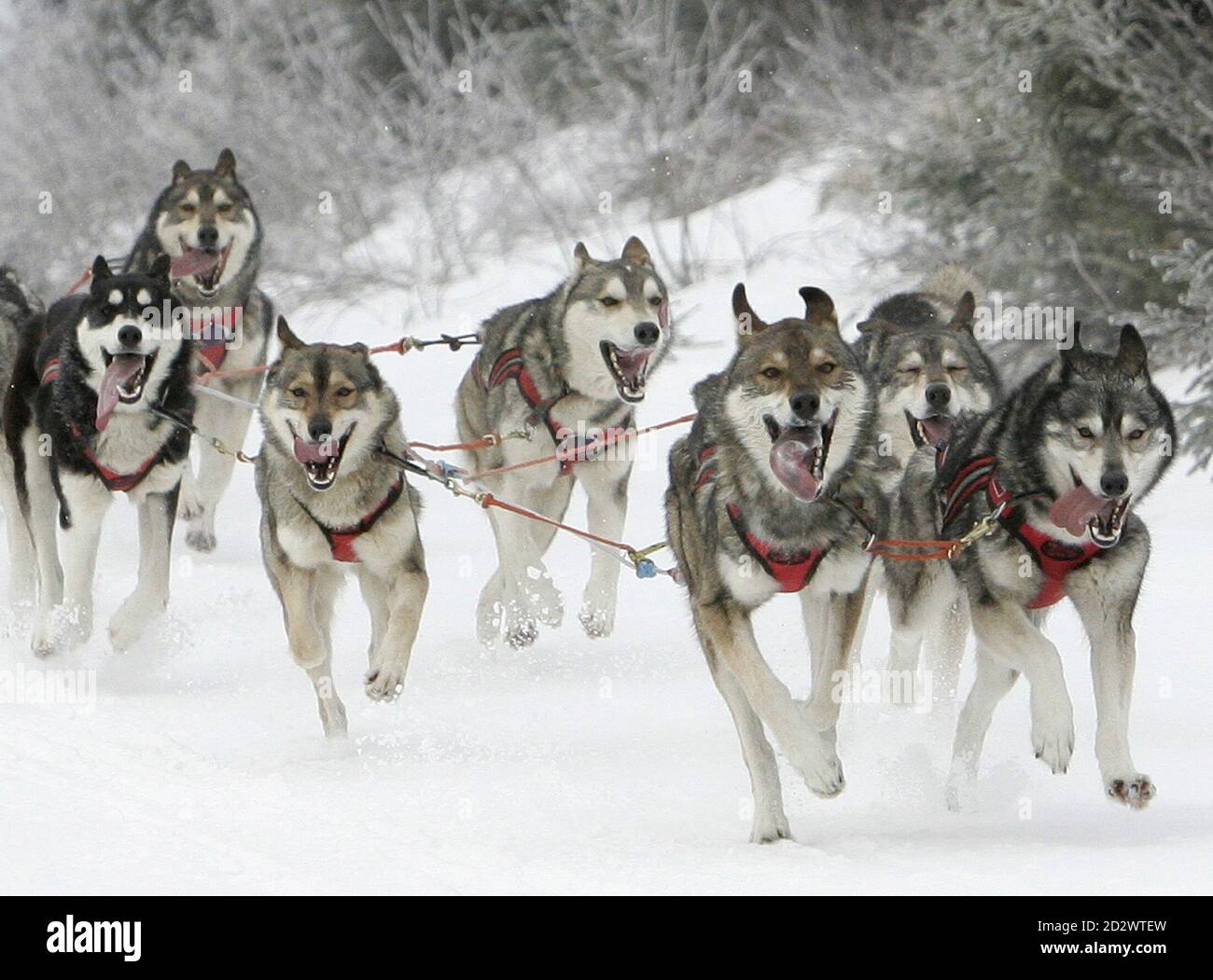 How Long Can Sled Dogs Run