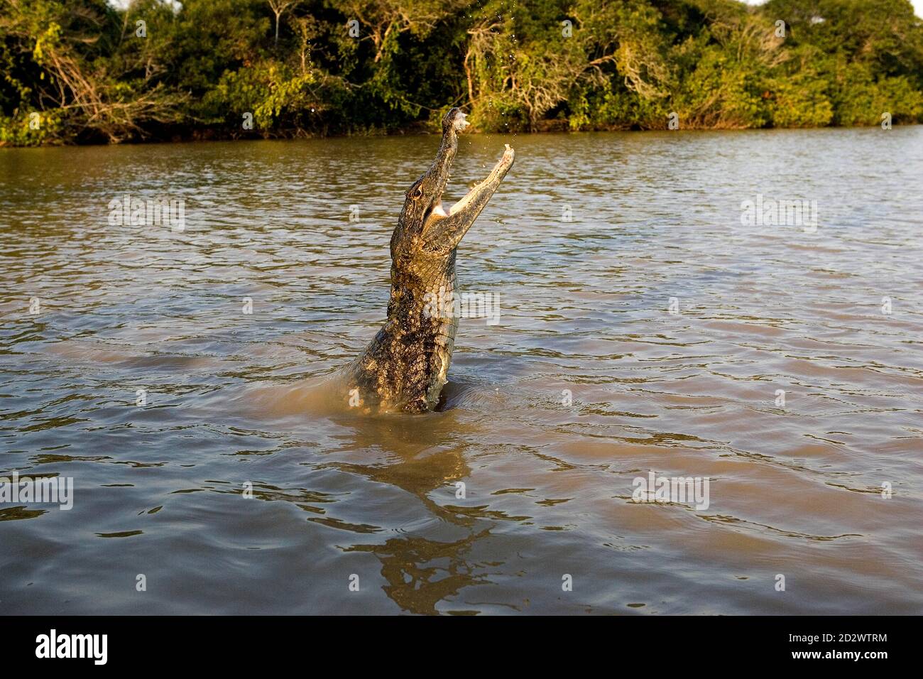 Spectacled Caiman, caiman crocodilus, Adult Jumping in River, Los ...