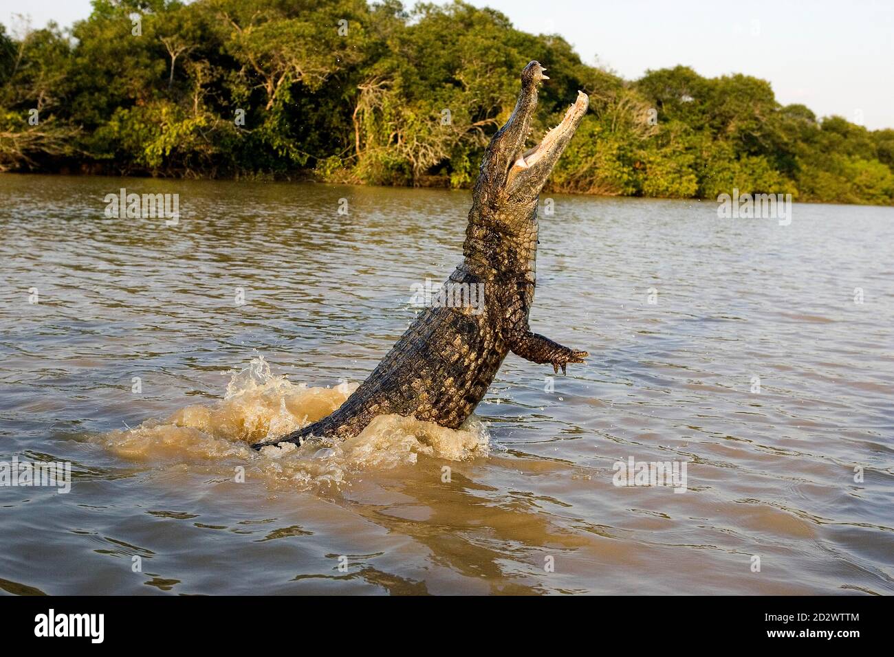 Spectacled Caiman, caiman crocodilus, Adult Jumping in River, Los ...