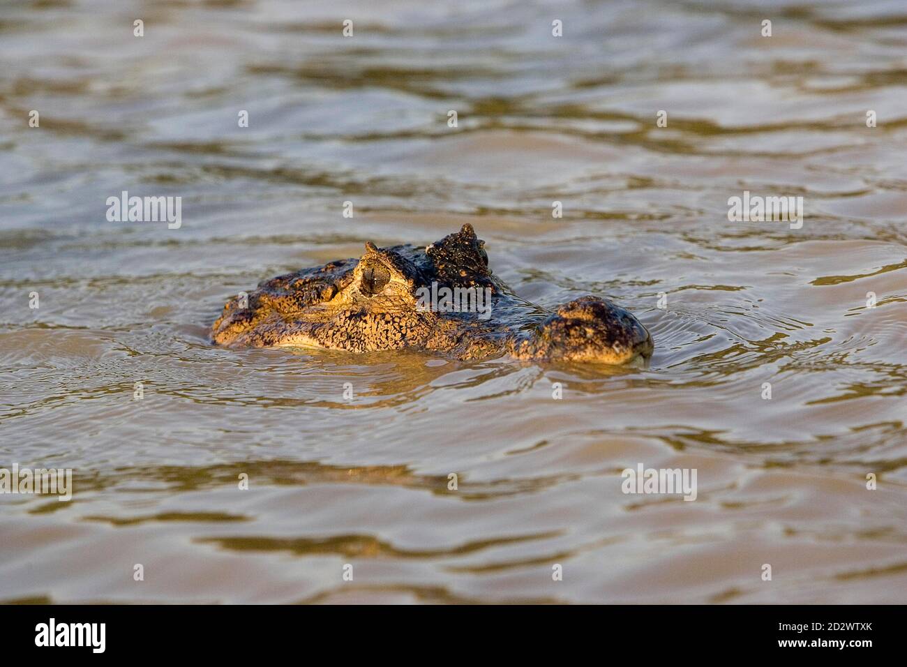 Spectacled Caiman, caiman crocodilus, Head of Adult at Surface, Los ...