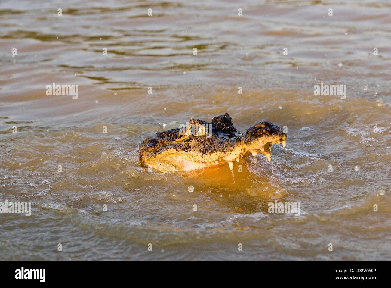 Spectacled Caiman, caiman crocodilus, Adult with Open Mouth, Los Lianos ...
