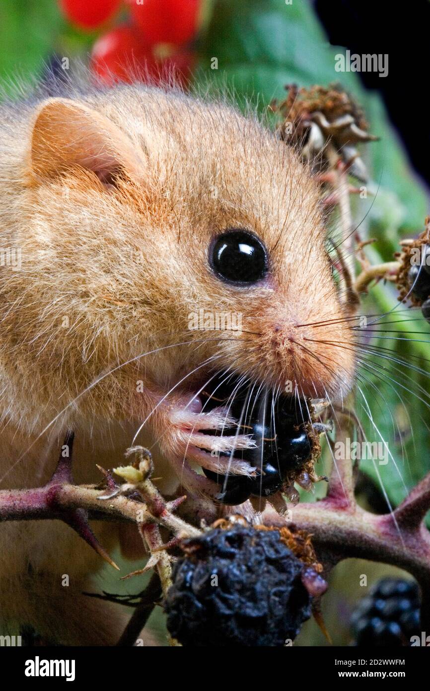 Dormouse Fruit High Resolution Stock Photography and Images - Alamy