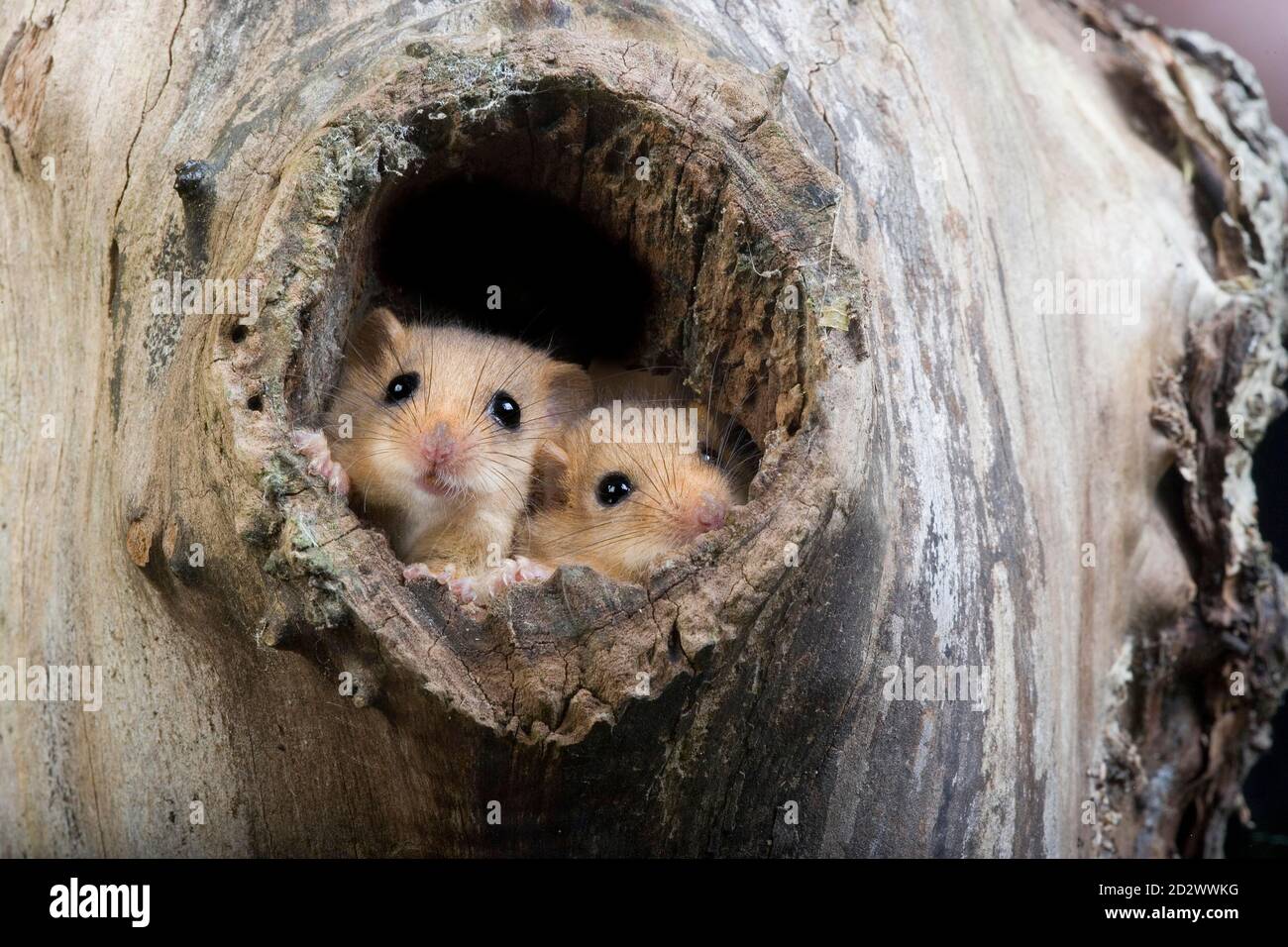 Common Dormouse, muscardinus avellanarius, Normandy Stock Photo - Alamy