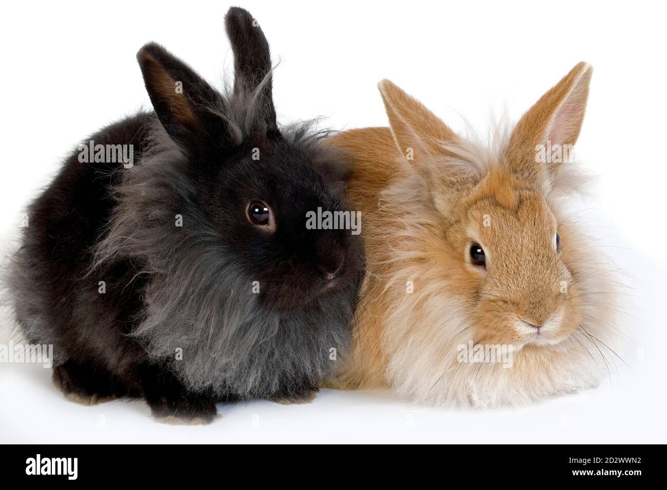 Red and Black Dwarf Rabbit against White Background Stock Photo - Alamy