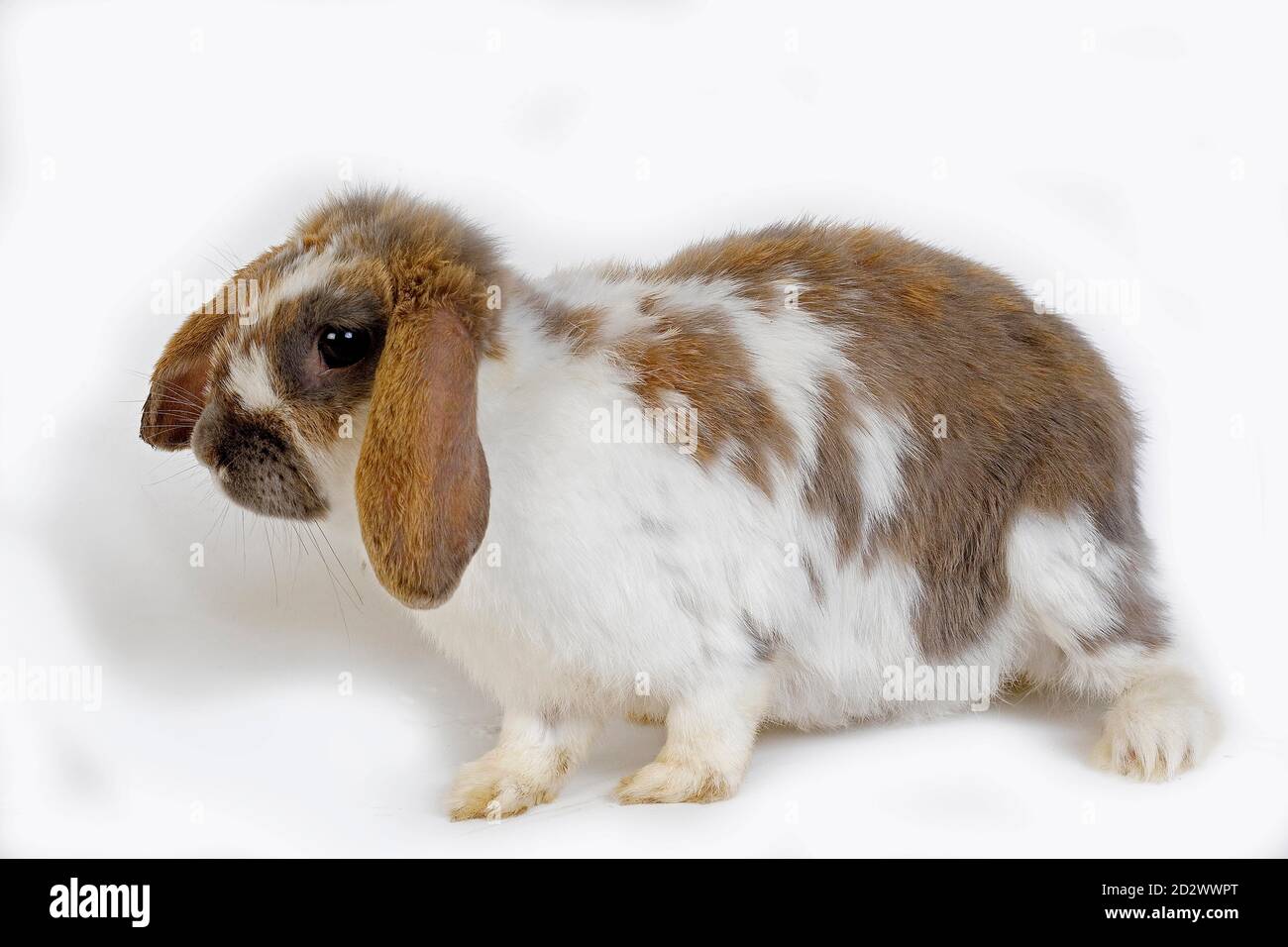 Lop-Eared Domestic Rabbit, Adult against White Background Stock Photo ...