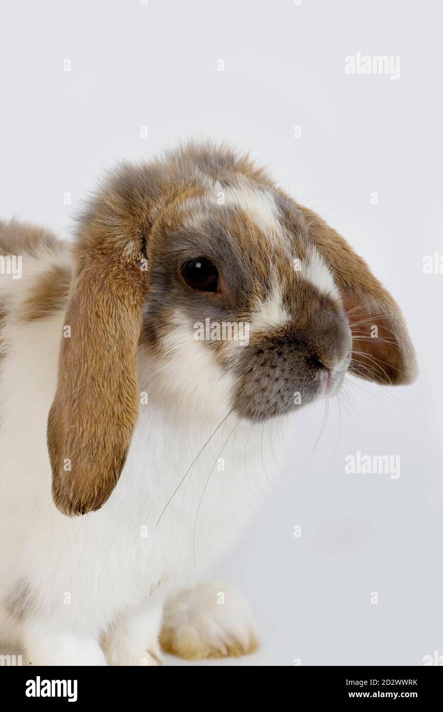 Lop-Eared Domestic Rabbit, Adult against White Background Stock Photo ...