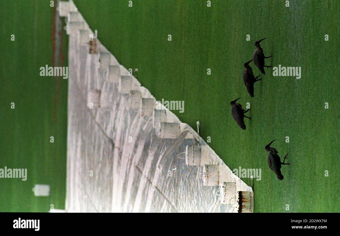 Cricket for birds hi-res stock photography and images - Alamy