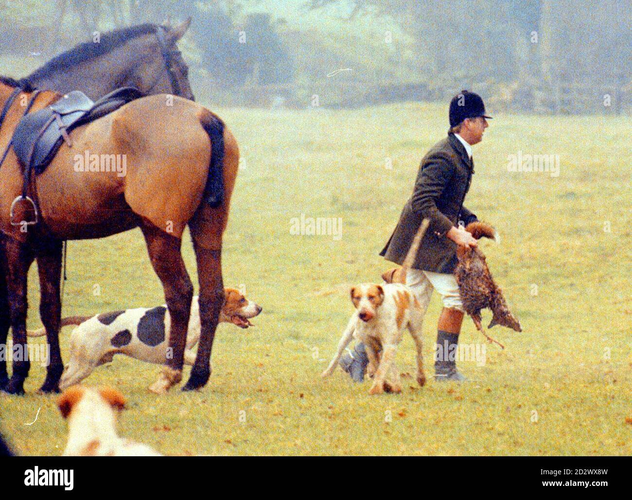 Member of the Duke of Beaufort Hunt takes a dead fox from the hounds ...