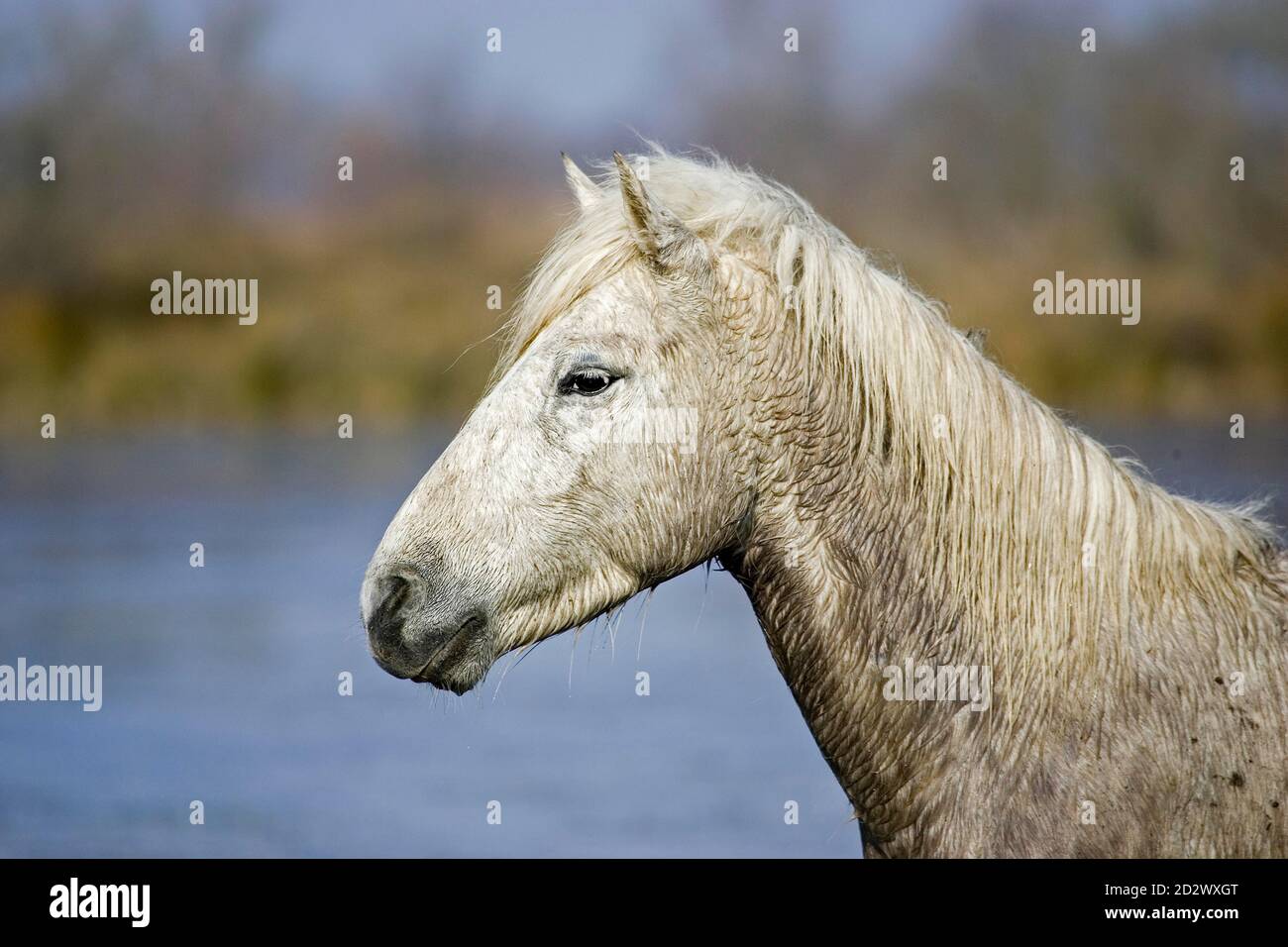 Camargue Horse, Portrait of Adult, Saintes Maries de la Mer in the ...