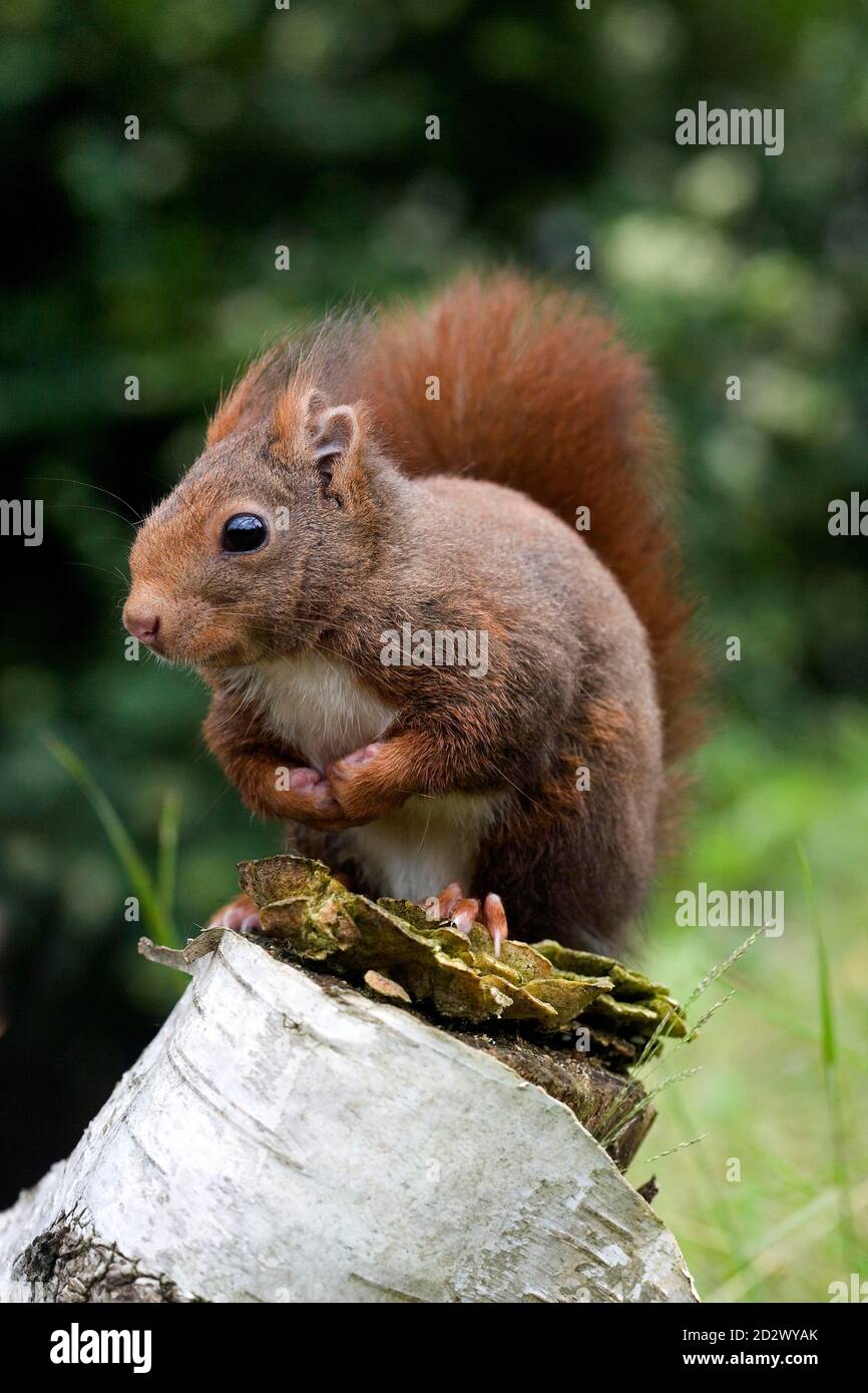 Red Squirrel, sciurus vulgaris, Adult, Normandy Stock Photo - Alamy
