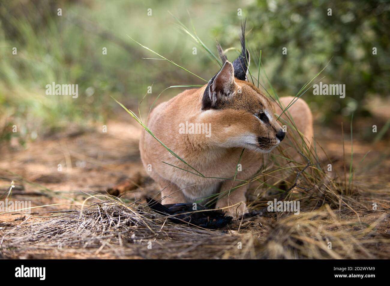 Caracal, caracal caracal, Adult with a Kill, a Cape Glossy Starling ...